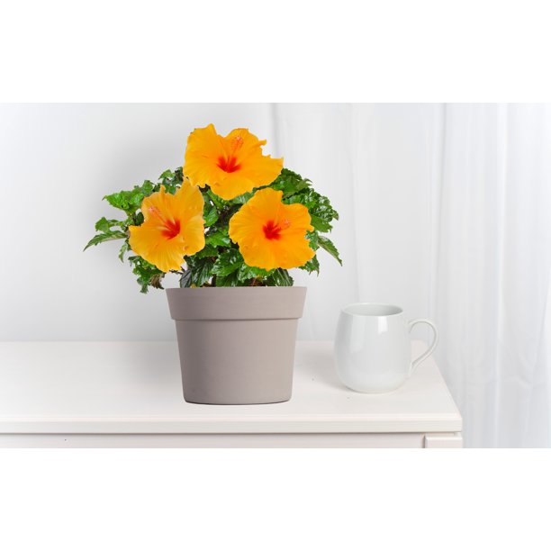 Island Blooms Yellow and Green Hibiscus Live Plant - Walmart Business ...