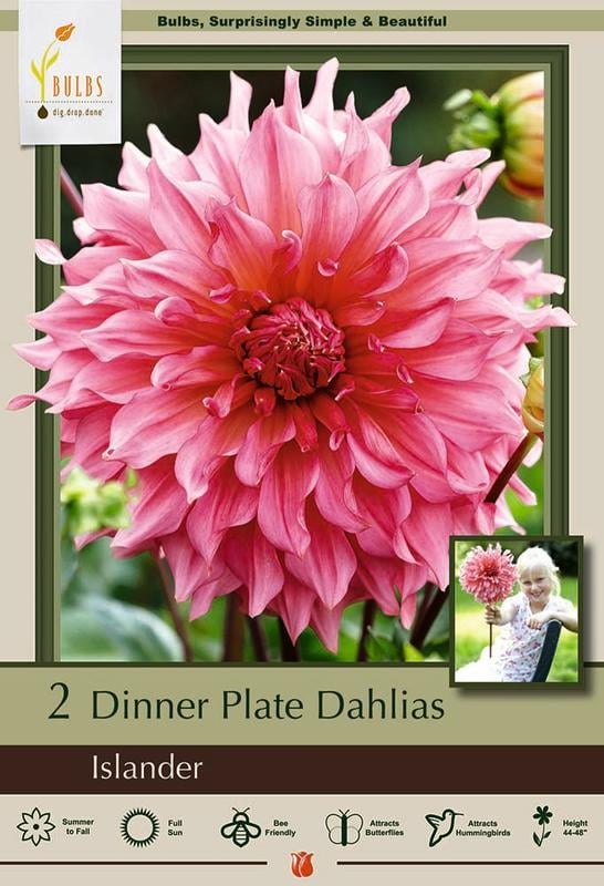 Islander Dinnerplate Dahlia - 2 Root Clumps - New! - Walmart.com