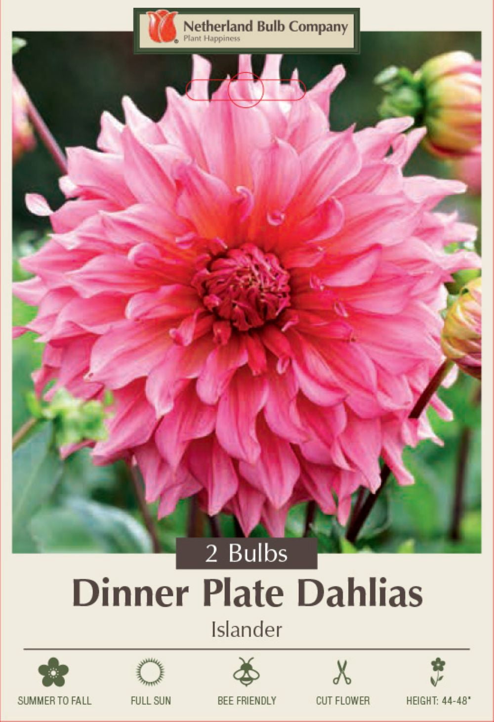 Islander Dinnerplate Dahlia - 2 Root Clumps - Walmart.com