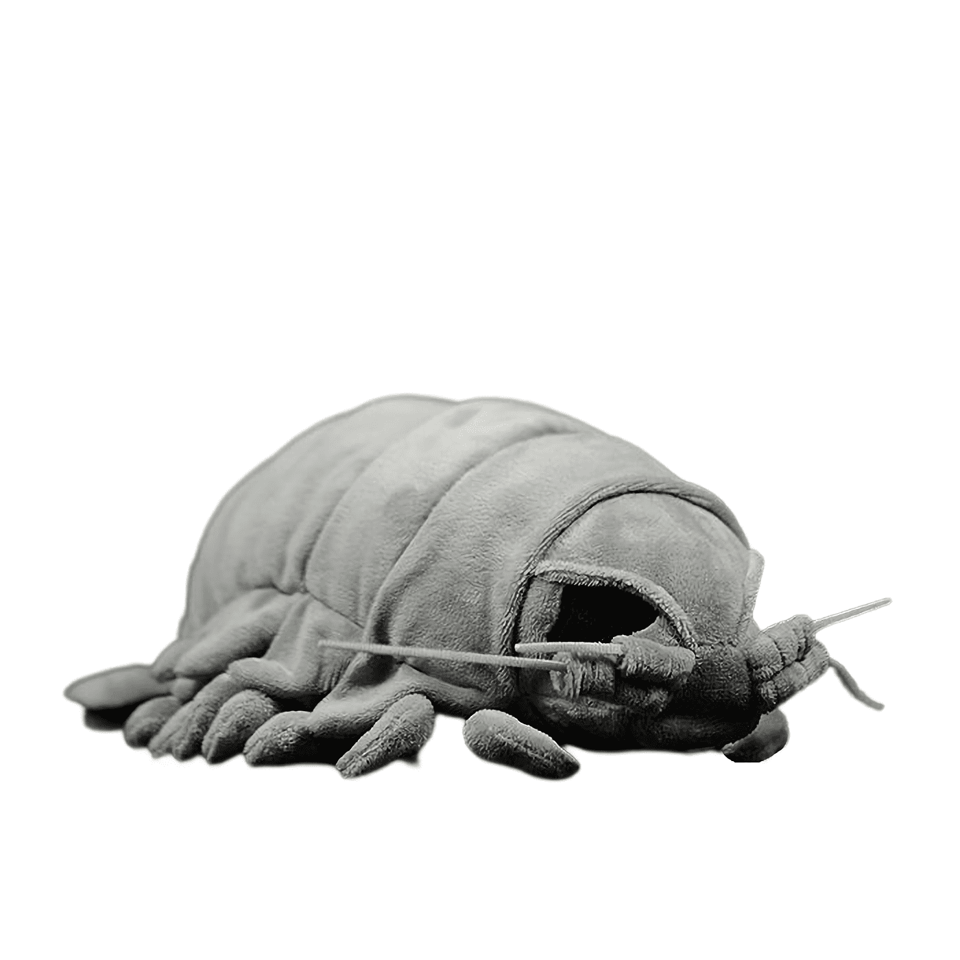 Lifelike Bathynomus Giganteus 11.8inch Isopod Plush Toy - Realistic ...