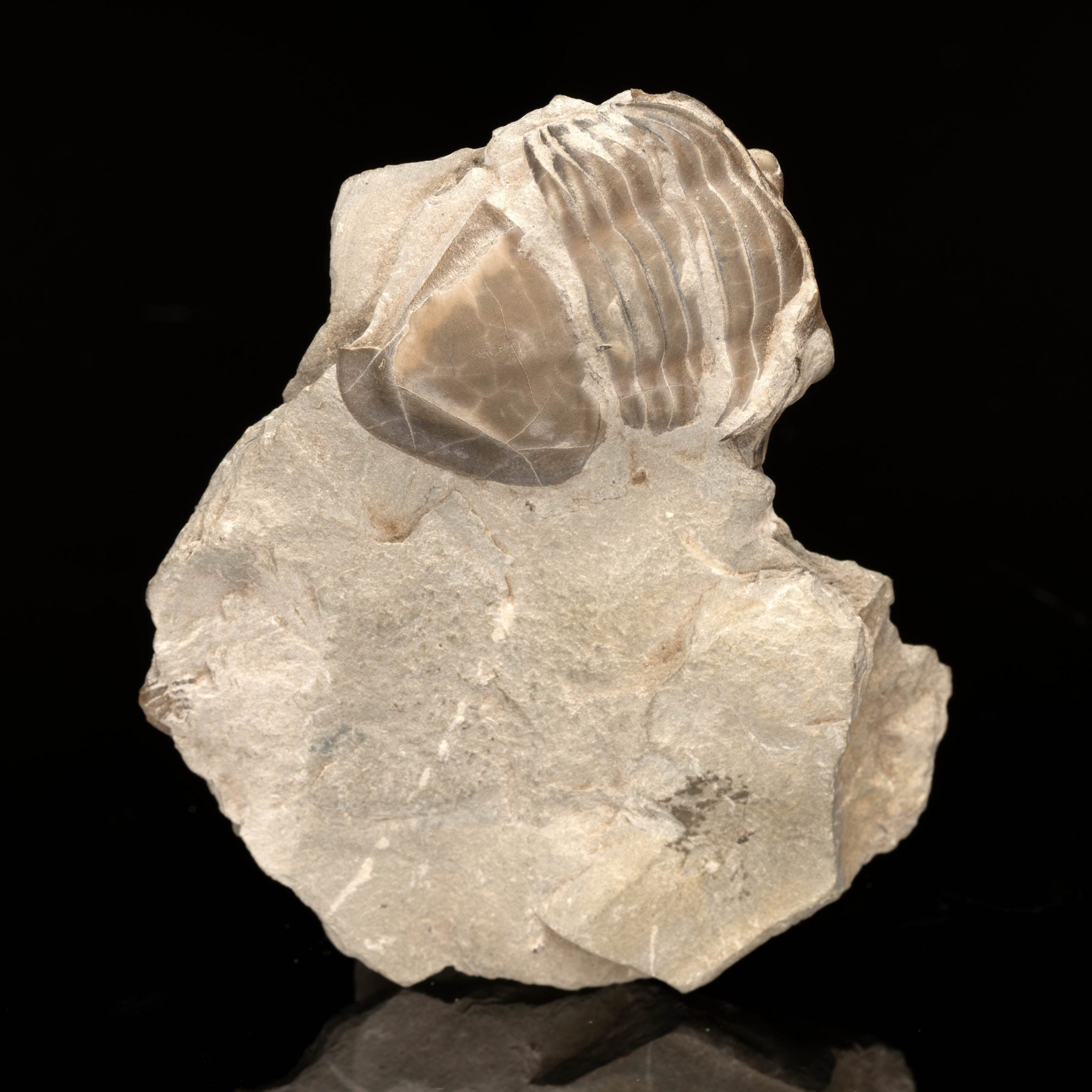 Isotelus Maximus Trilobite // 73.2 Grams - Walmart.com