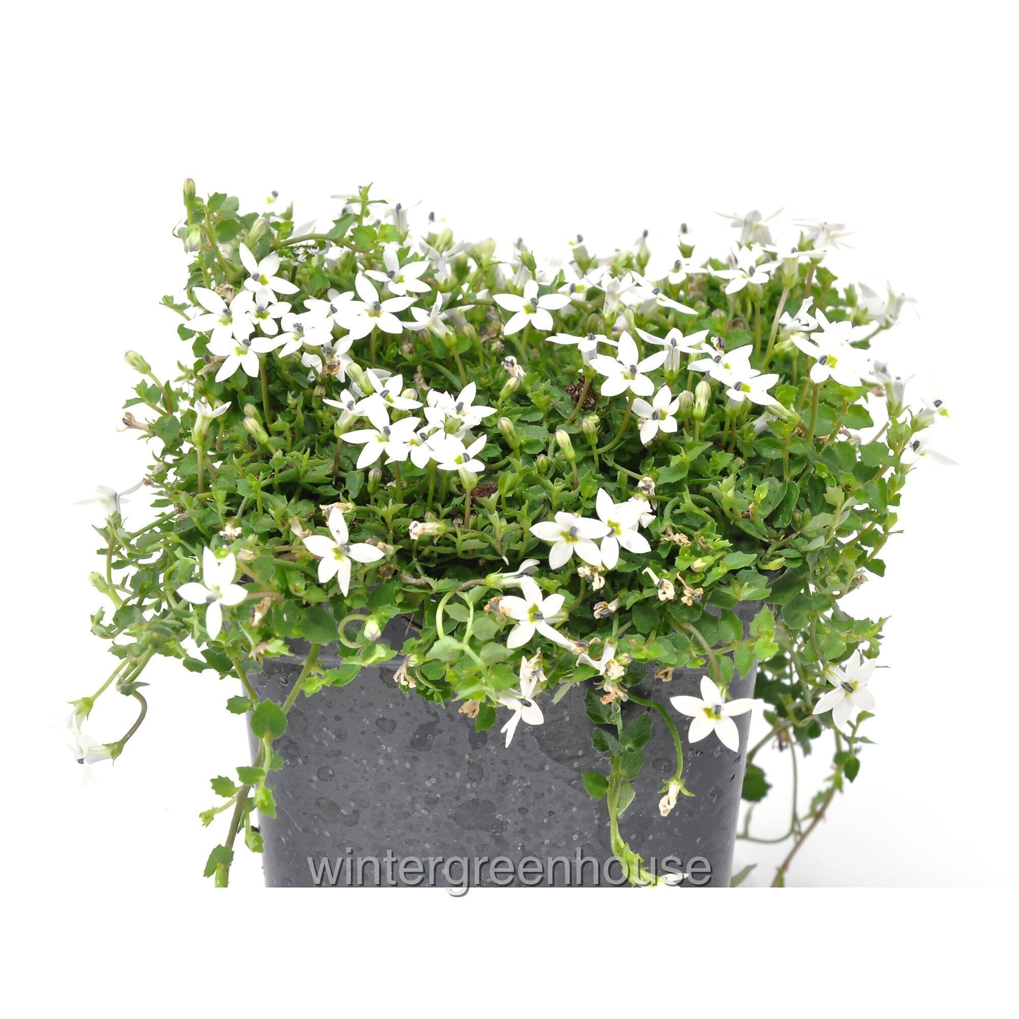 Isotoma Fluviatilis, Pratia White, White Star Creeper - Pot Size: 3" (2 ...