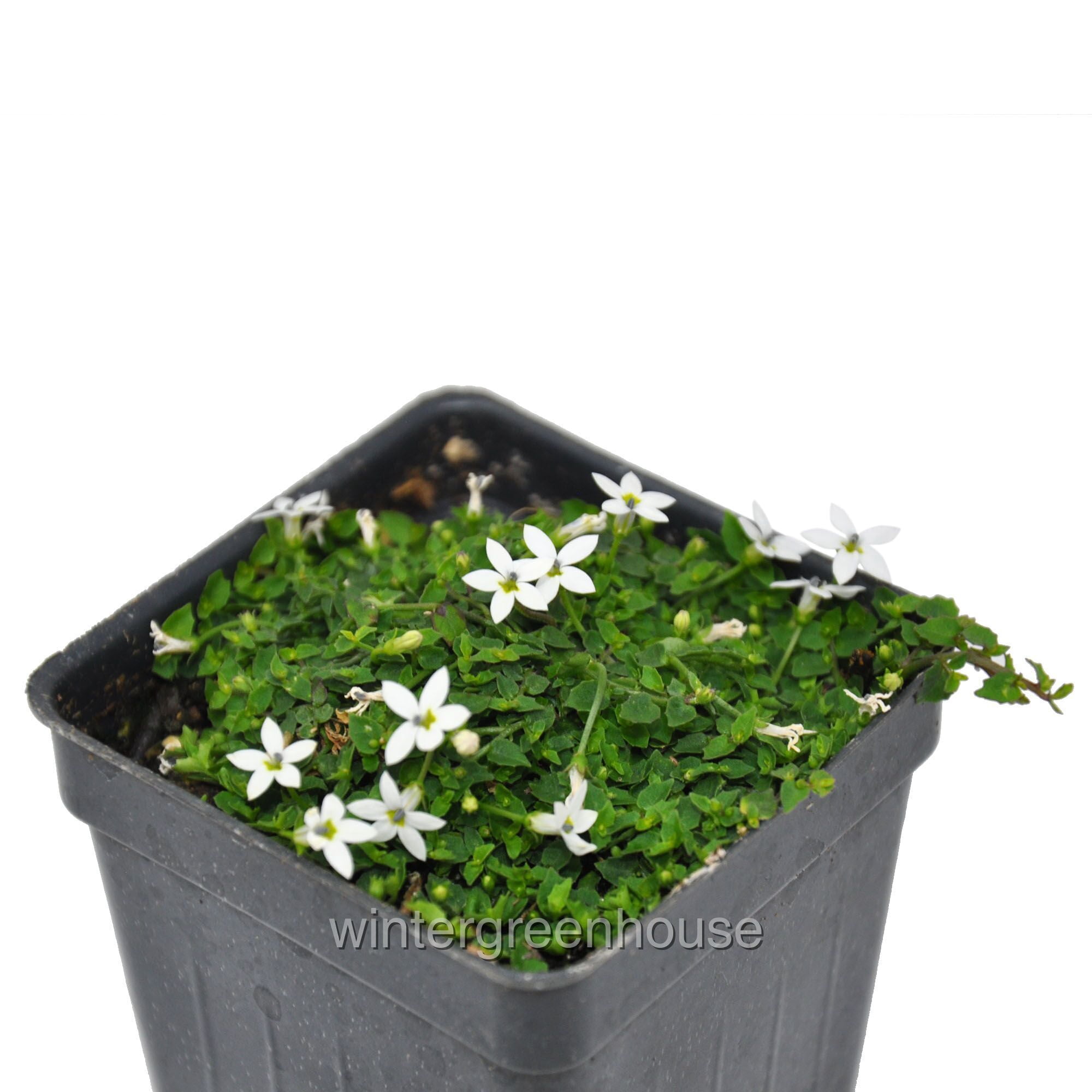 Isotoma Fluviatilis, Pratia White, White Star Creeper - Pot Size: 3" (2 ...