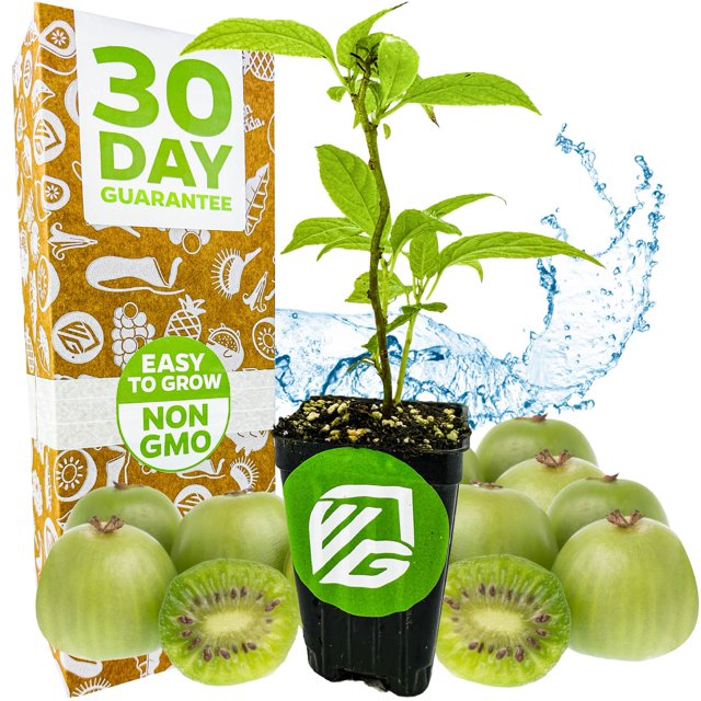 Wellspring Gardens Issai Kiwi Live Plant - Self-Fertile Actinidia ...