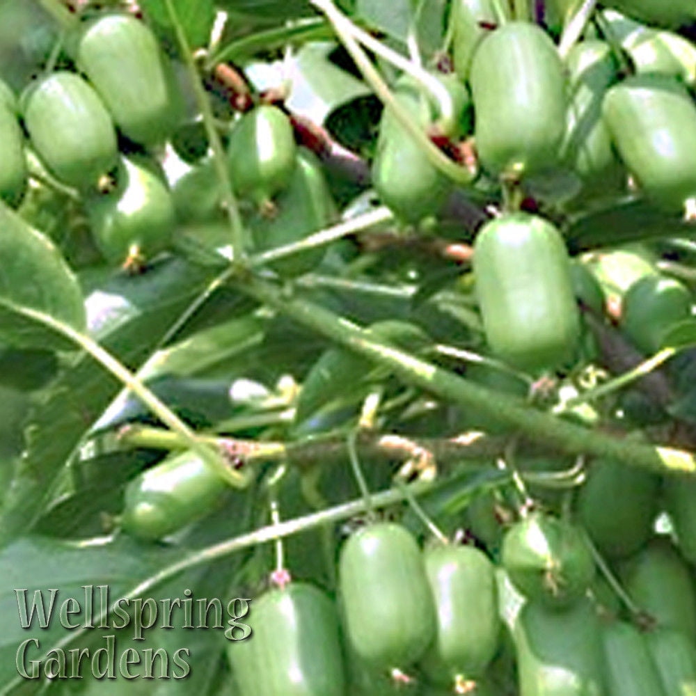 Issai Kiwi Live Plant - Actinidia arguta - Wellspring Gardens Starter ...