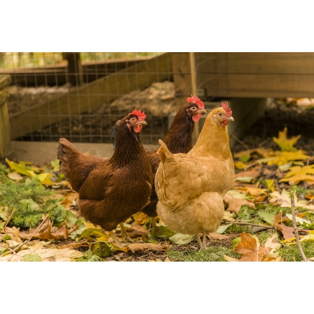 Issaquah WA. Free-ranging Buff Orpington and Rhode Island Red chickens ...