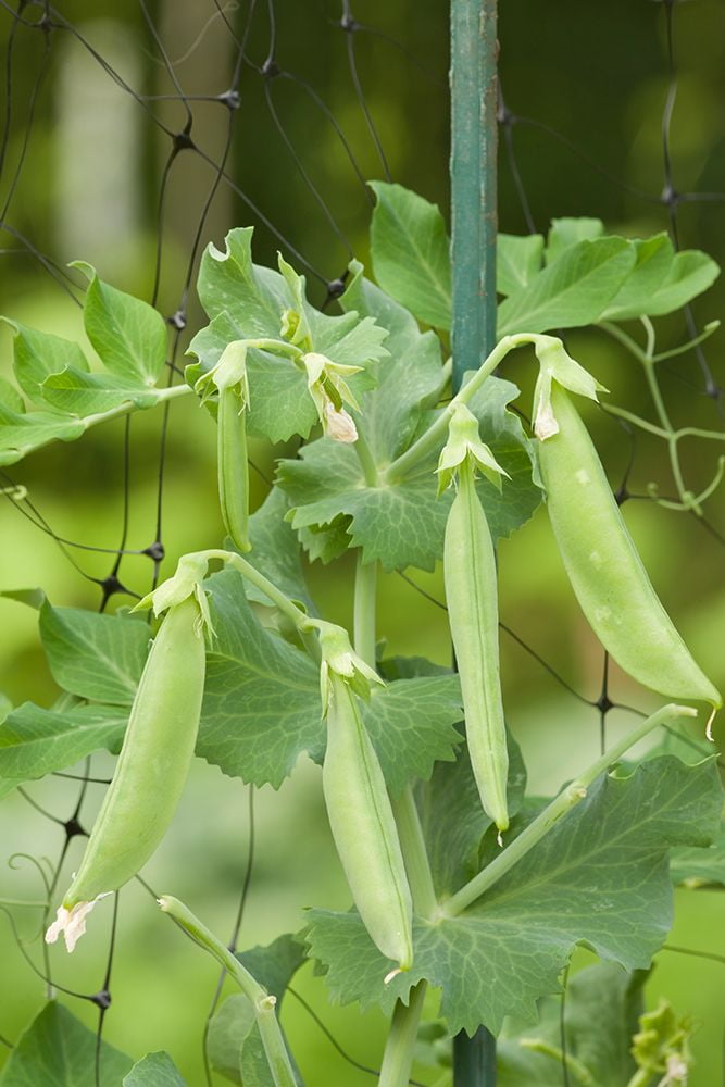 Issaquah-Washington State-USA Sugar snap peas growing on a netting ...