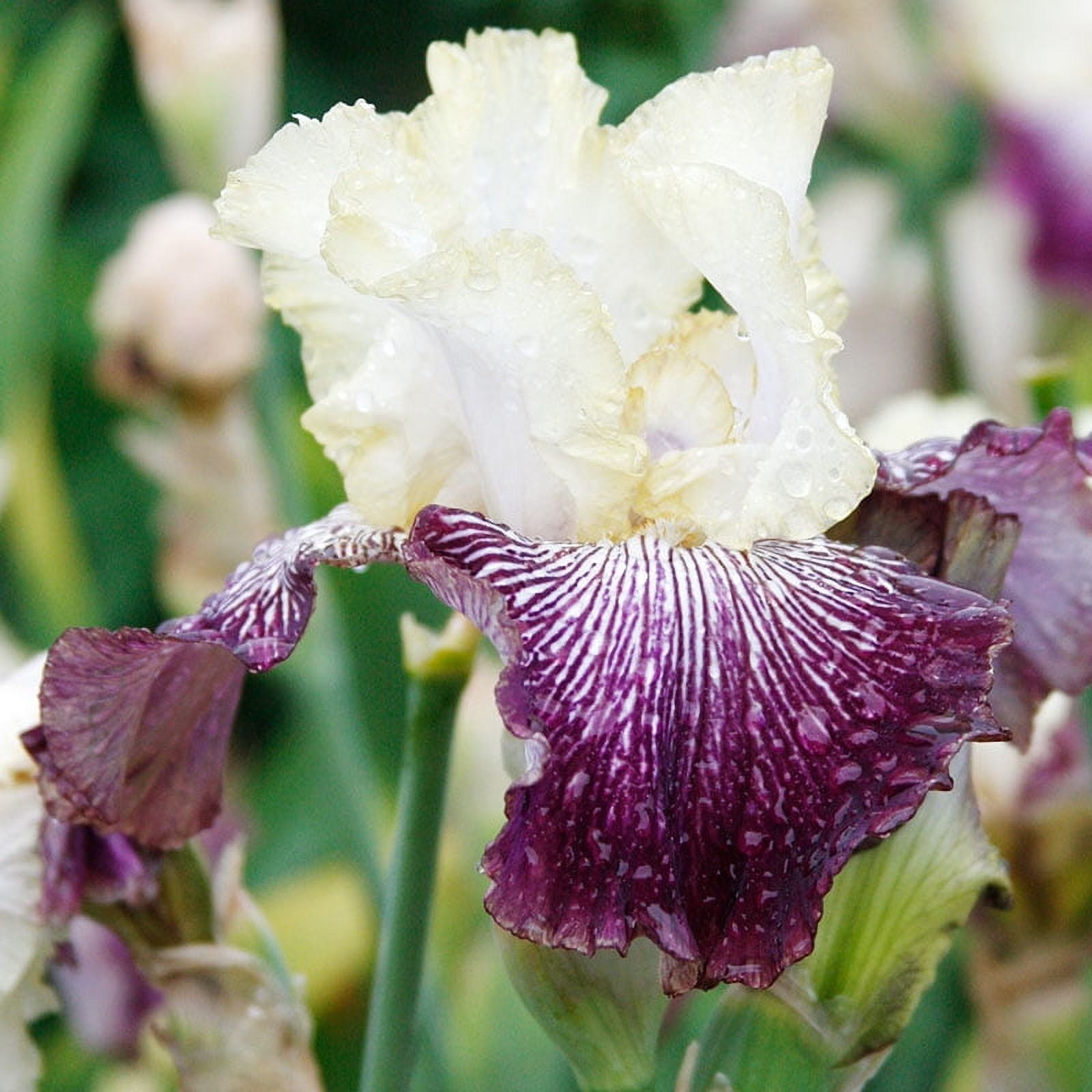 It's No Secret Bearded Iris Flower Bulbs - Deer Resistant - Good as Cut ...