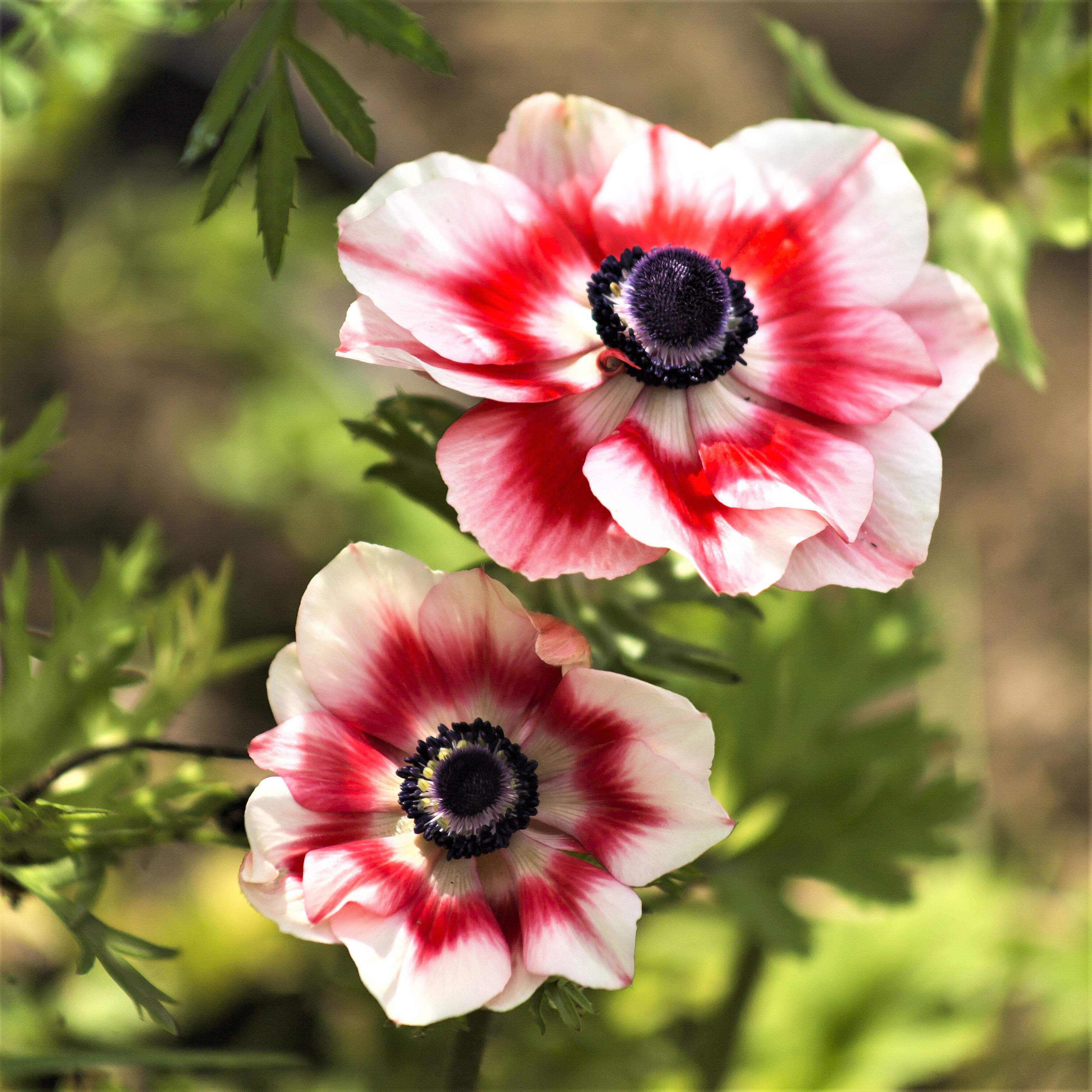 Italian Anemone Mistral Plus Bicolore (10 Flower Bulbs) - Walmart.com