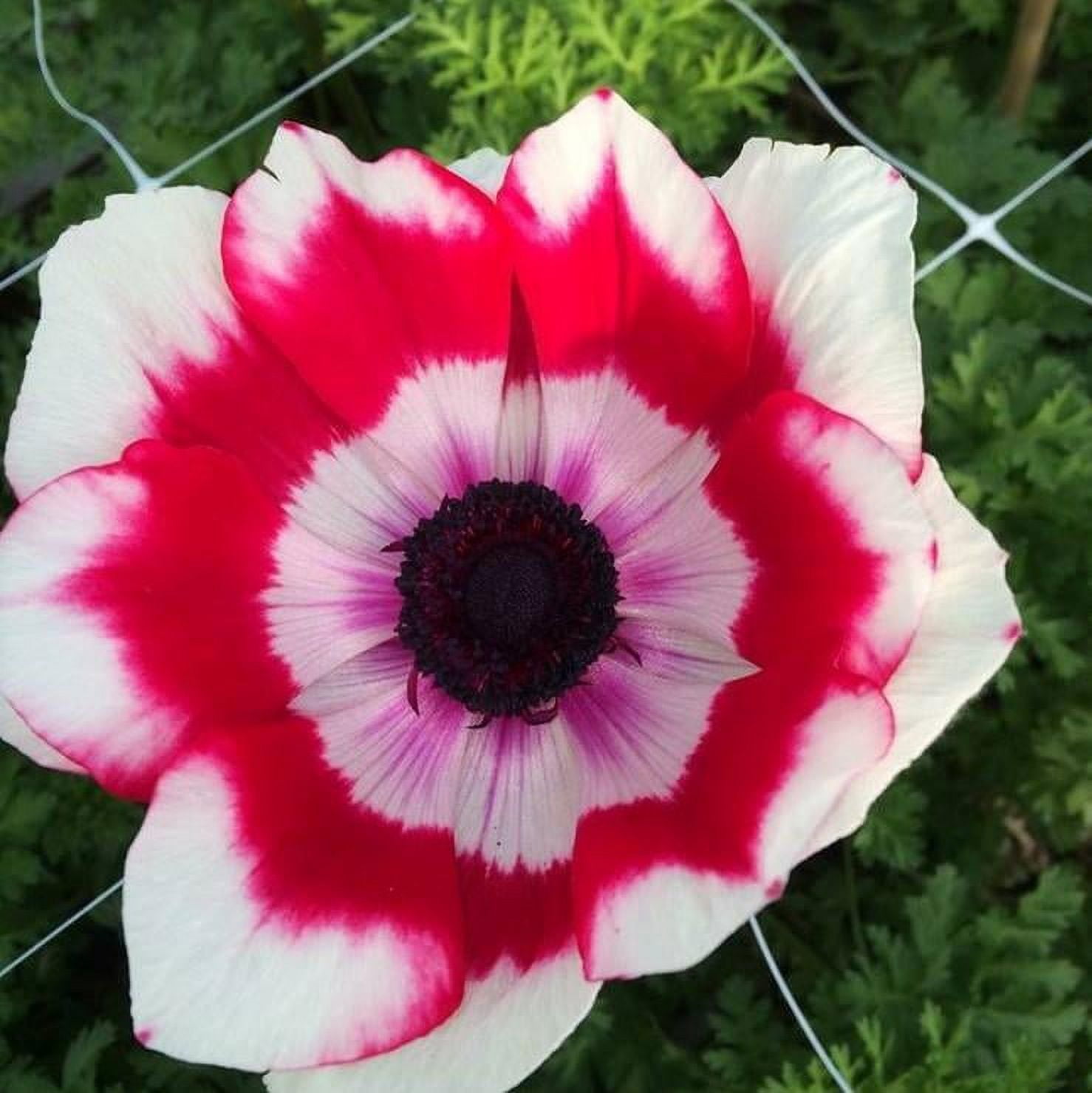 Italian Anemone Mistral Plus Rosso Sfumato (10 Flower Bulbs) - Walmart.com