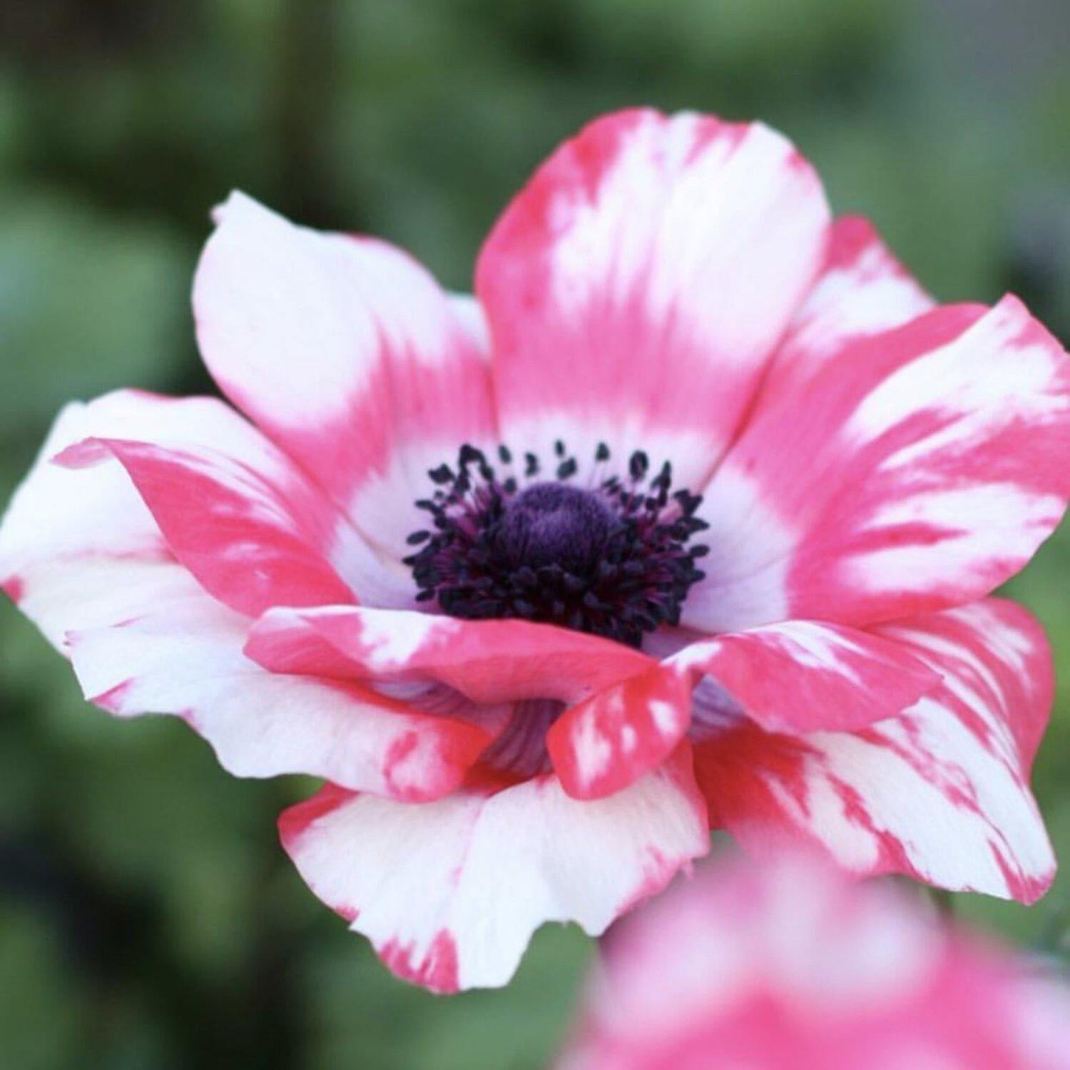 Italian Anemone Mistral Plus Tigre (10 Flower Bulbs) - Walmart.com
