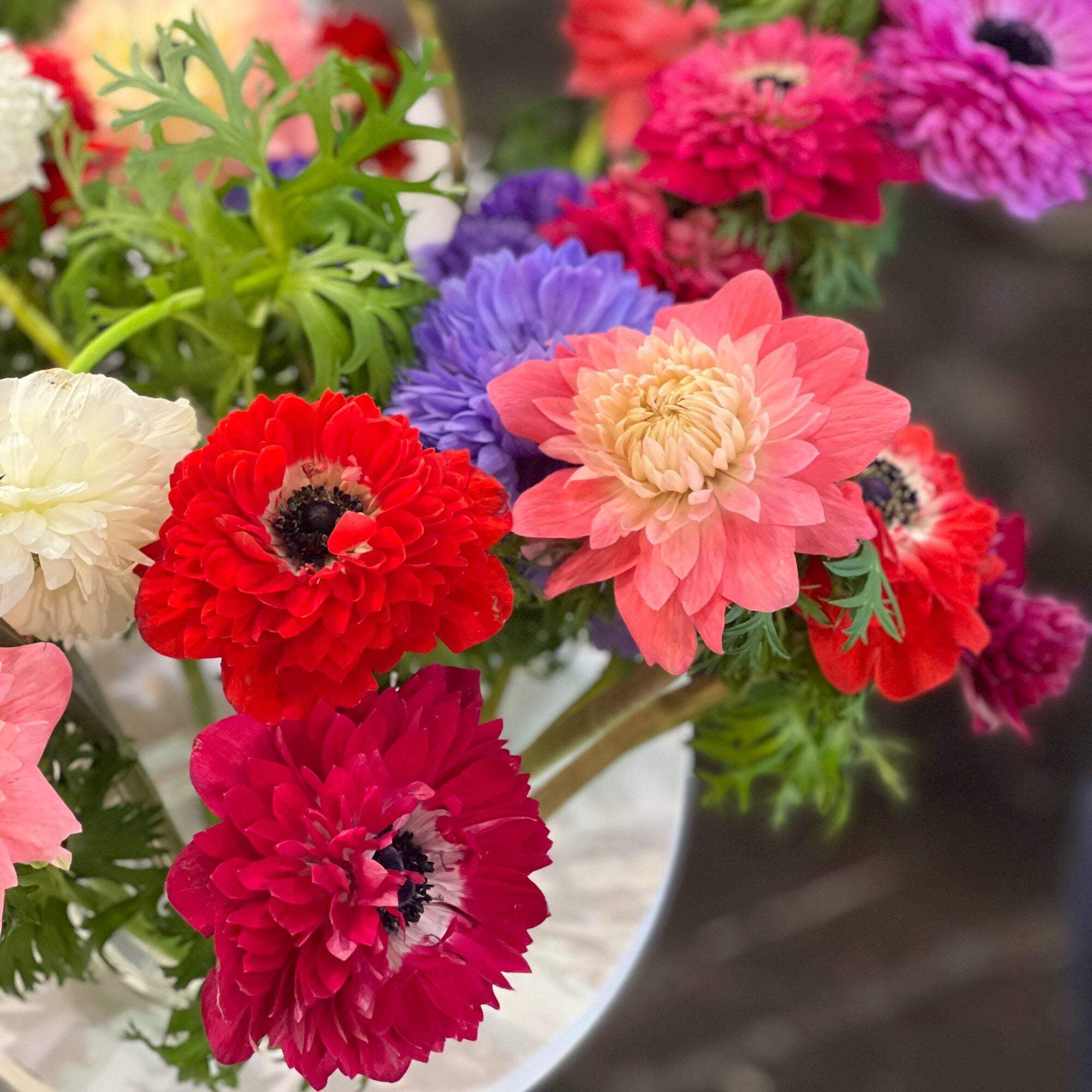 Italian Anemone 'Pandora Mix' - 10 Plant Bulbs, Multi-color Flowers in ...