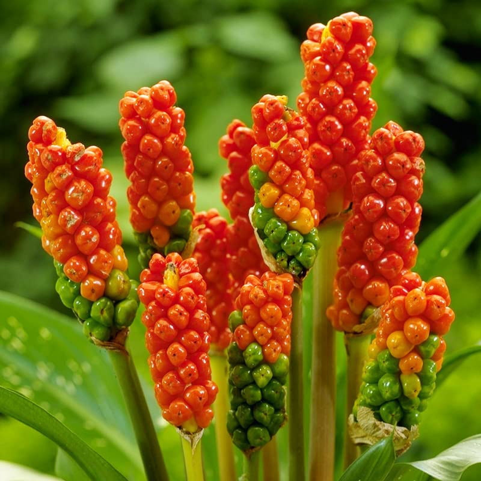 Italian Arum or Orange Candleflower Flower Bulbs - Deer Resistant ...