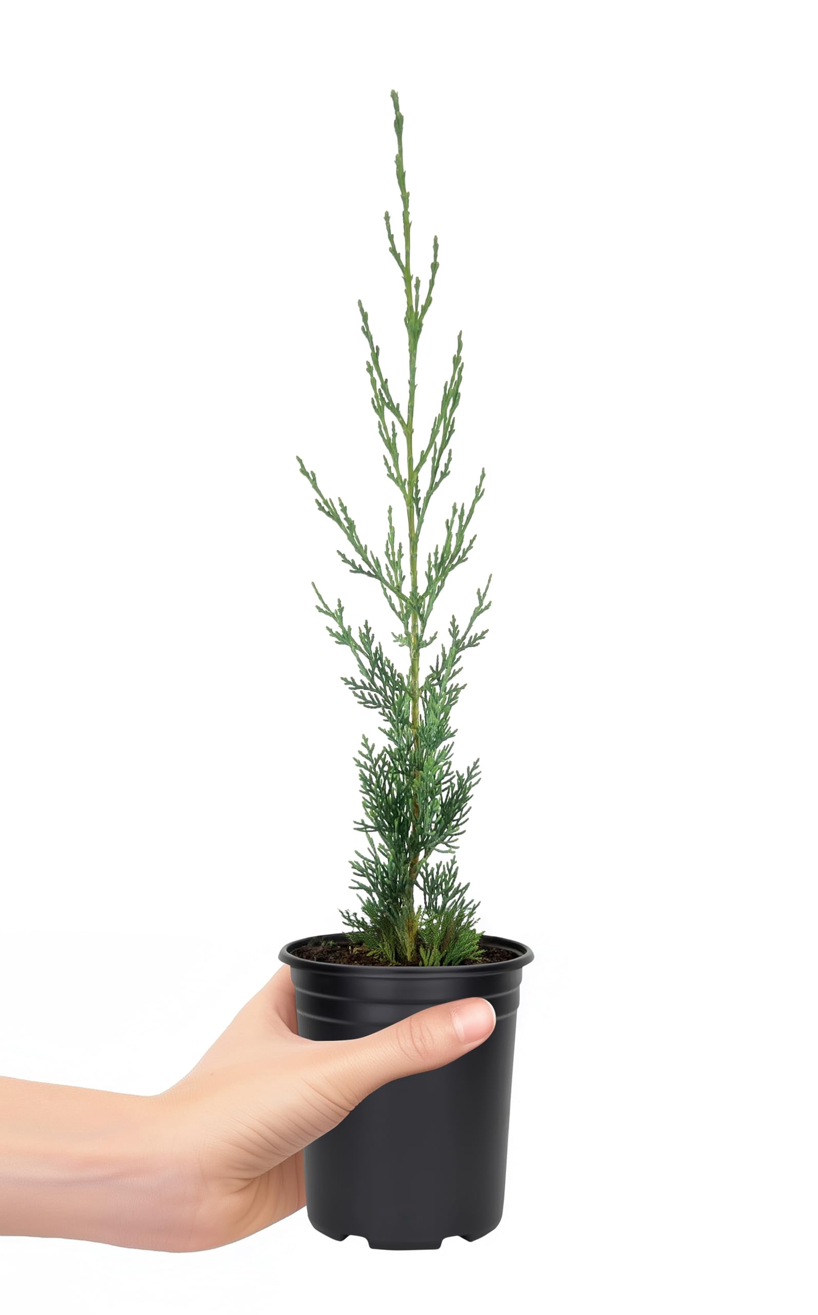 Italian Cypress | 1 Live 4 Inch Tree | Cupressus sempervirens | Narrow ...