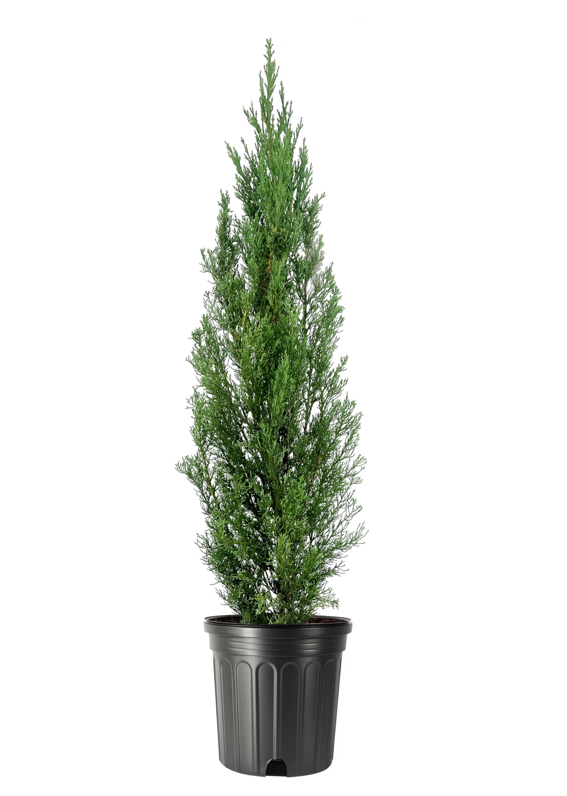 Italian Cypress | 2 Extra Large 3 Gallon Trees | Cupressus sempervirens ...