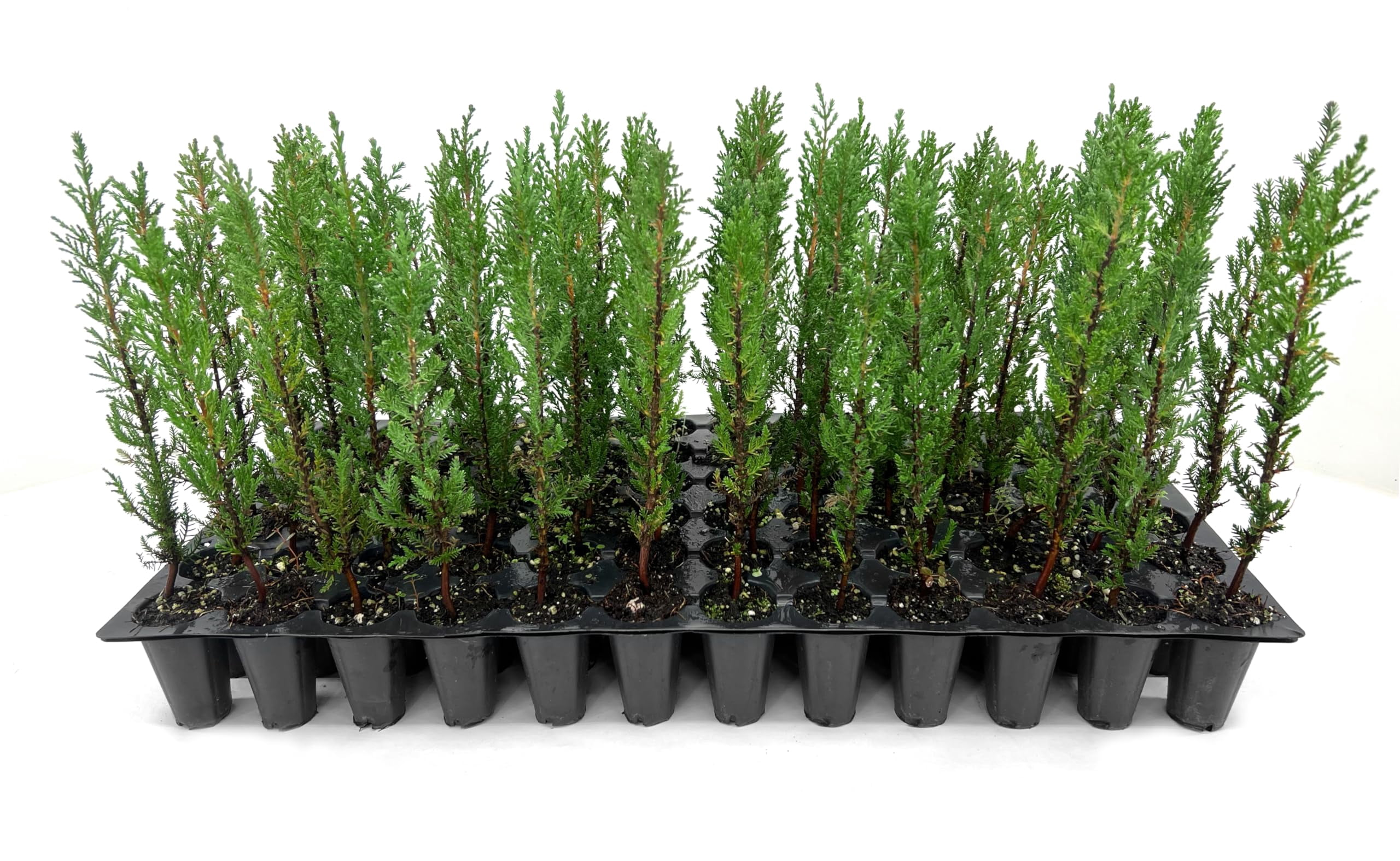 Italian Cypress | 40 Live Trees | Cupressus sempervirens | Narrow ...