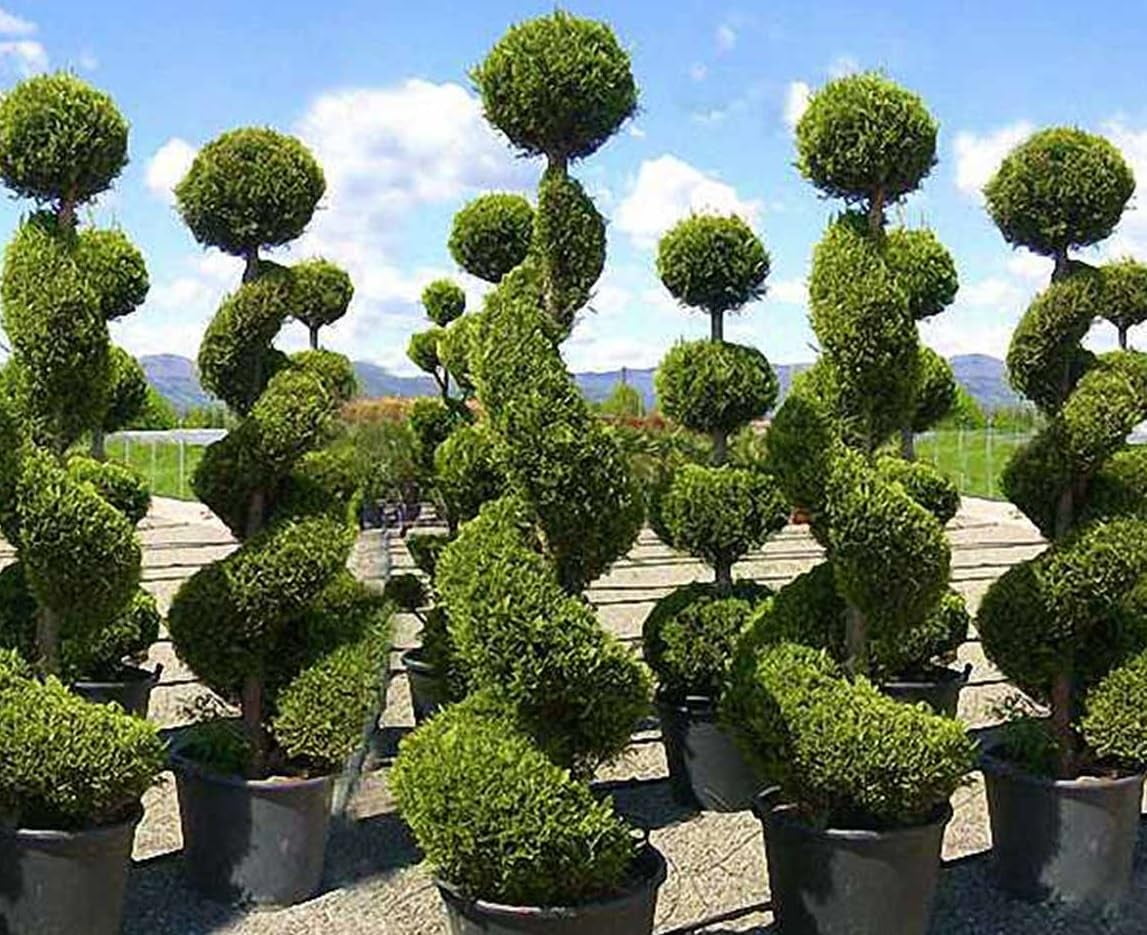 Italian Cypress Seeds for Planting | 50 Seeds | Exotic Evergreen Tree ...