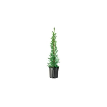 Italian Cypress Tree | 3 Extra Large 3 Gallon Trees | Cupressus ...