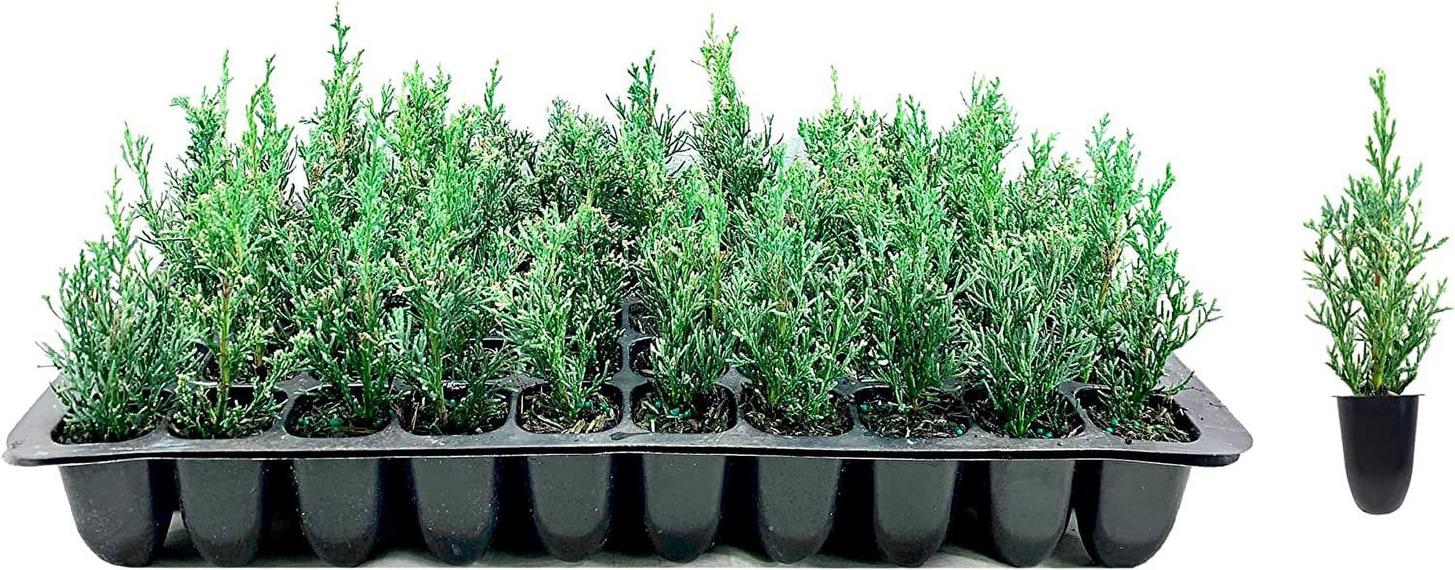 Italian Cypress Tree 20 Live Seedlings Cupressus Sempervirens Formal ...