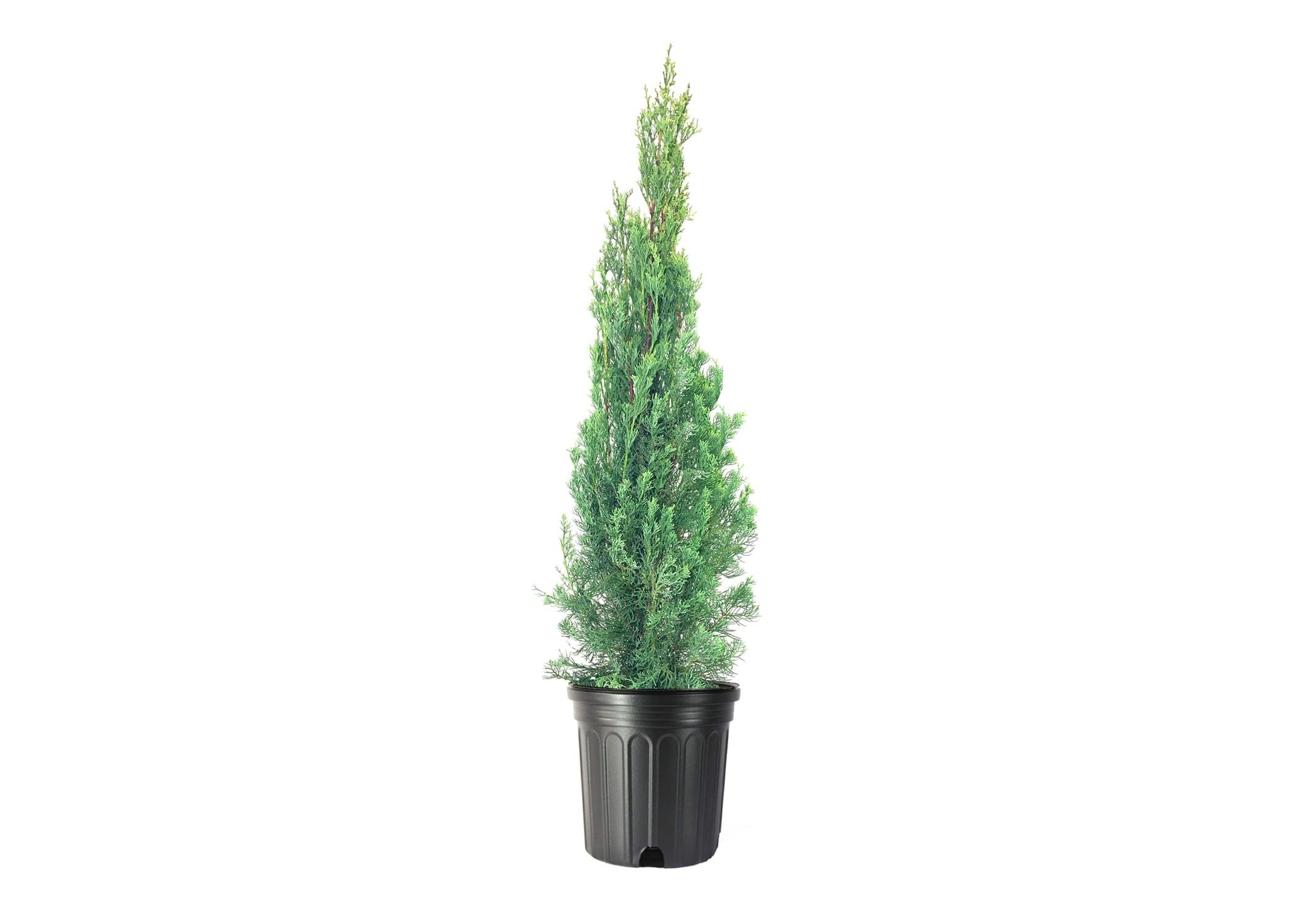 Live Outdoor Potted Italian Cypress Tree - 3 Extra Large 3 Gallon ...