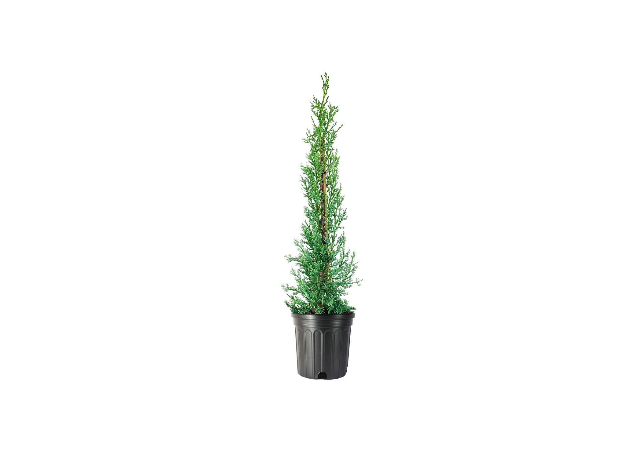 Live Outdoor Potted Italian Cypress Tree - 3 Large Gallon Size ...