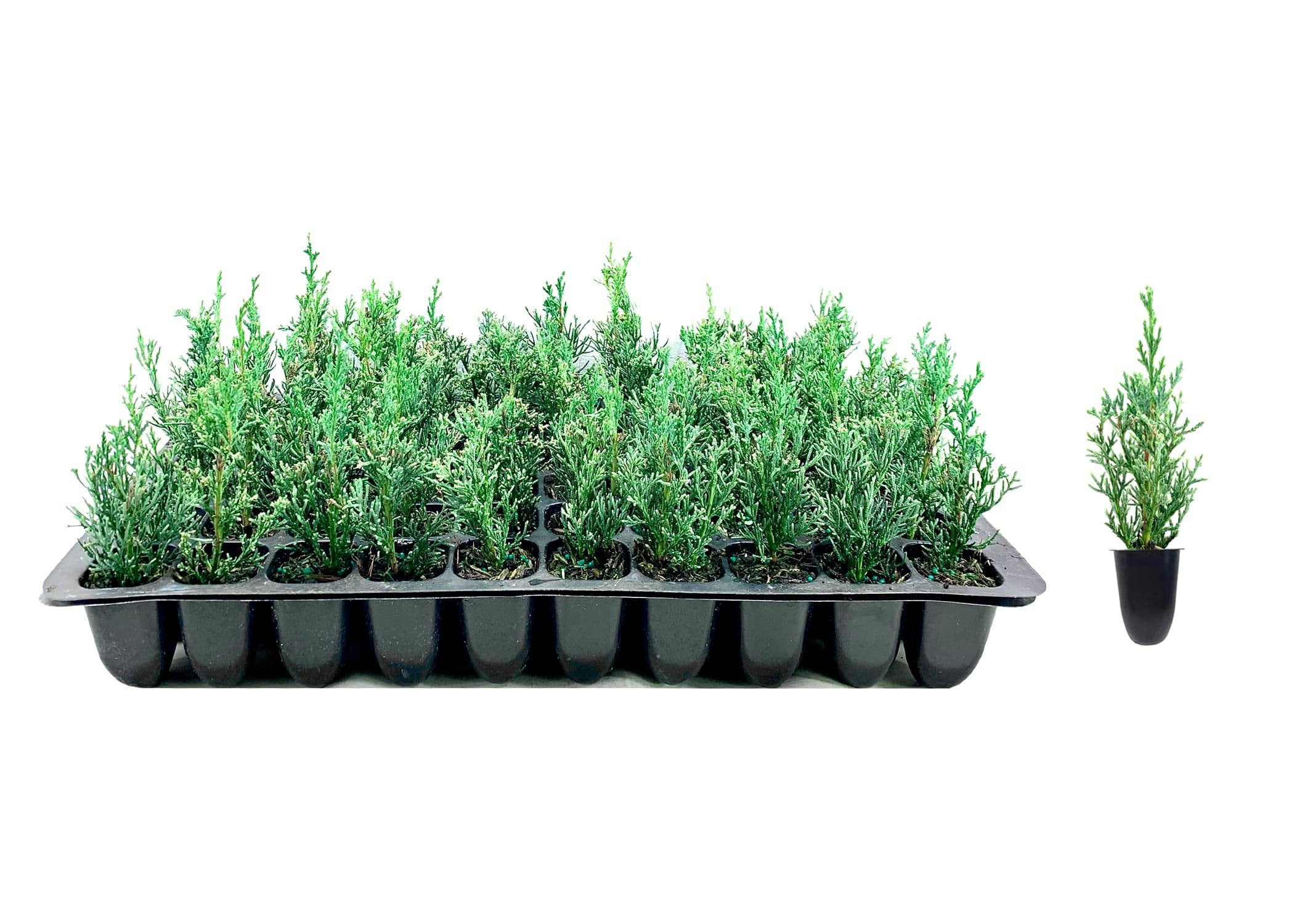 Italian Cypress Tree 40 Live Seedlings Cupressus Sempervirens Formal ...