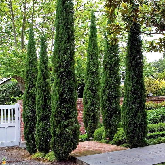 New Life Nursery & Garden Italian Cypress Tree Columnar Evergreen Full ...