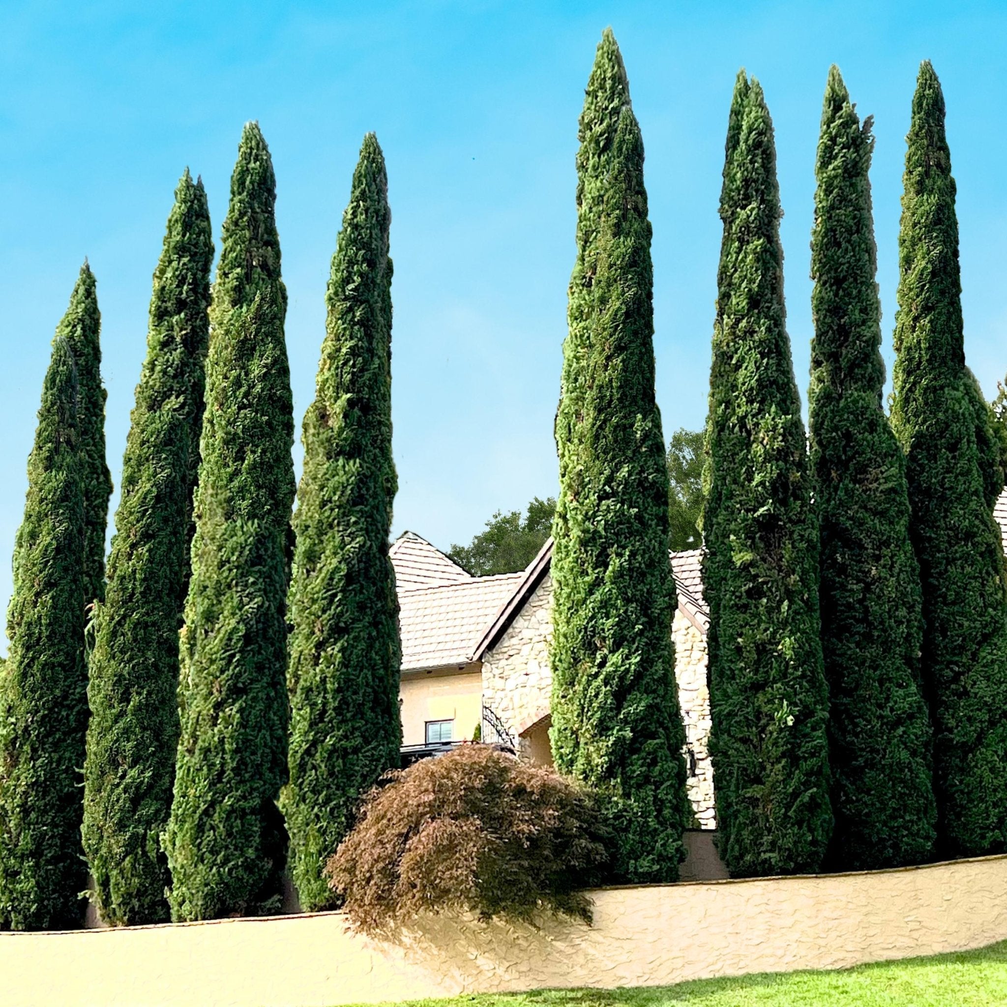 Italian Cypress Trees - Walmart.com