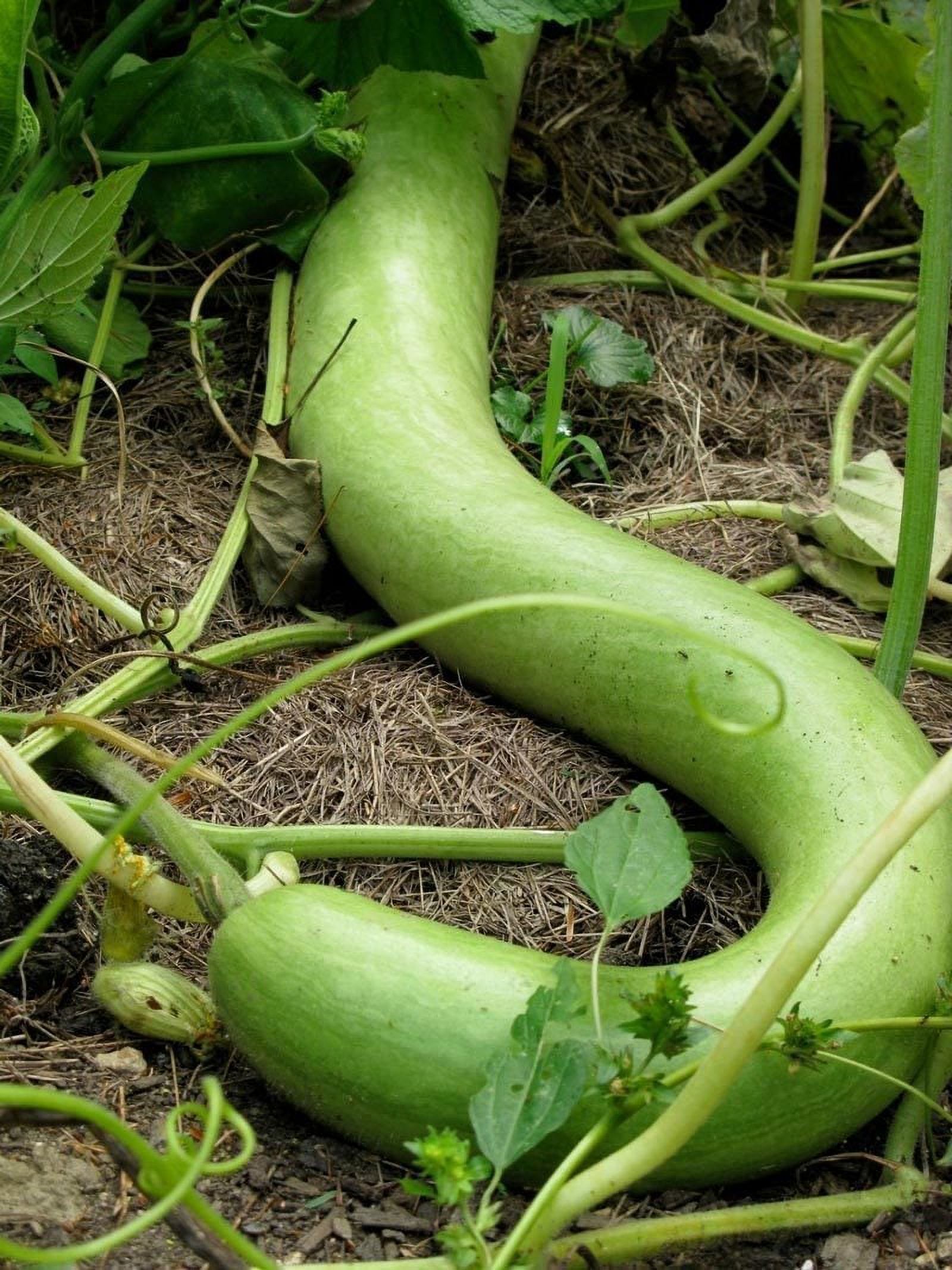 Fresh Produce - Italian Edible Squash Cucuzzi Gourd, 15 Seeds - Walmart.com