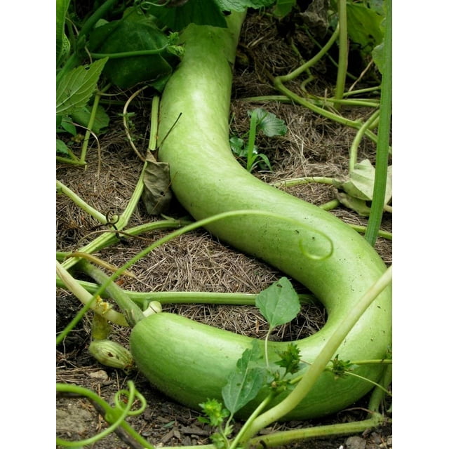 Fresh Produce - Italian Edible Squash Cucuzzi Gourd, 15 Seeds - Walmart.com