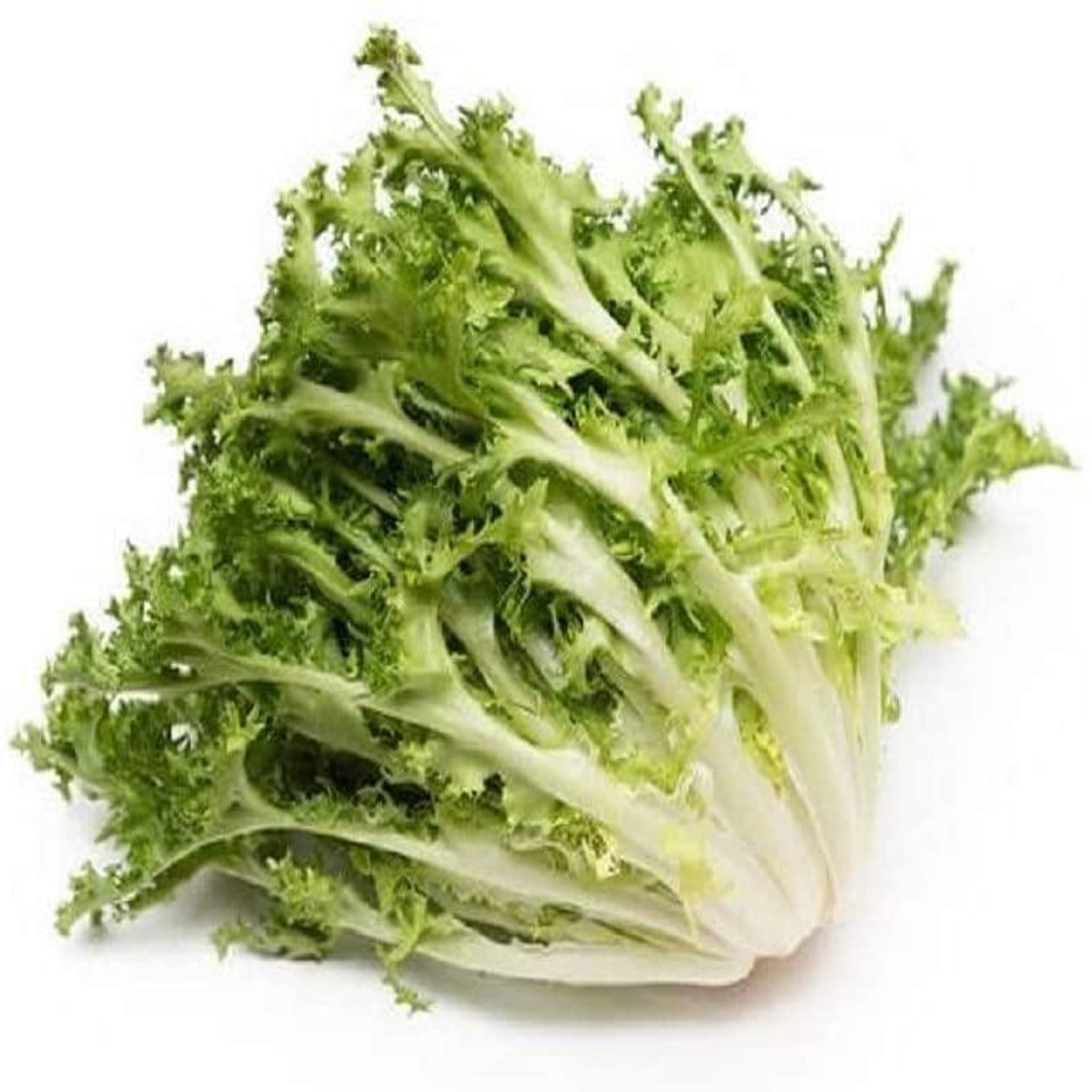 Italian Escarole Seed (Non-GMO, Heirloom) 500+ Seeds, Grow Your Own ...
