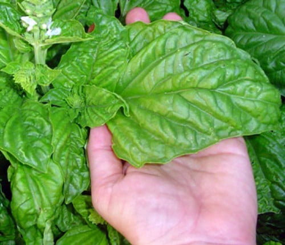 Italian Large Leaf Basil - 4" Pot - Live Plant - Walmart.com