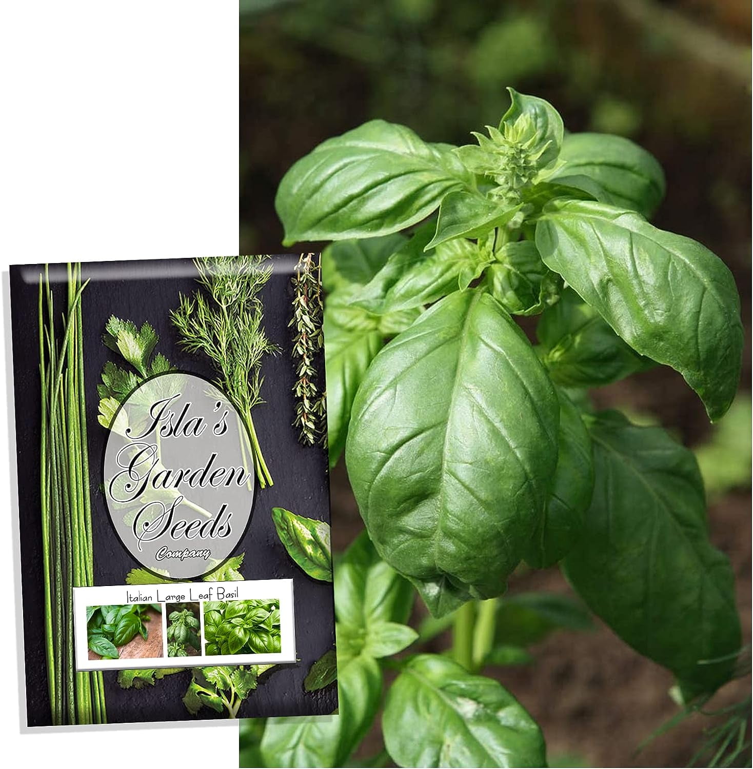 Italian Large Leaf Basil Seeds, 500 Heirloom Seeds Per Packet, Non GMO ...