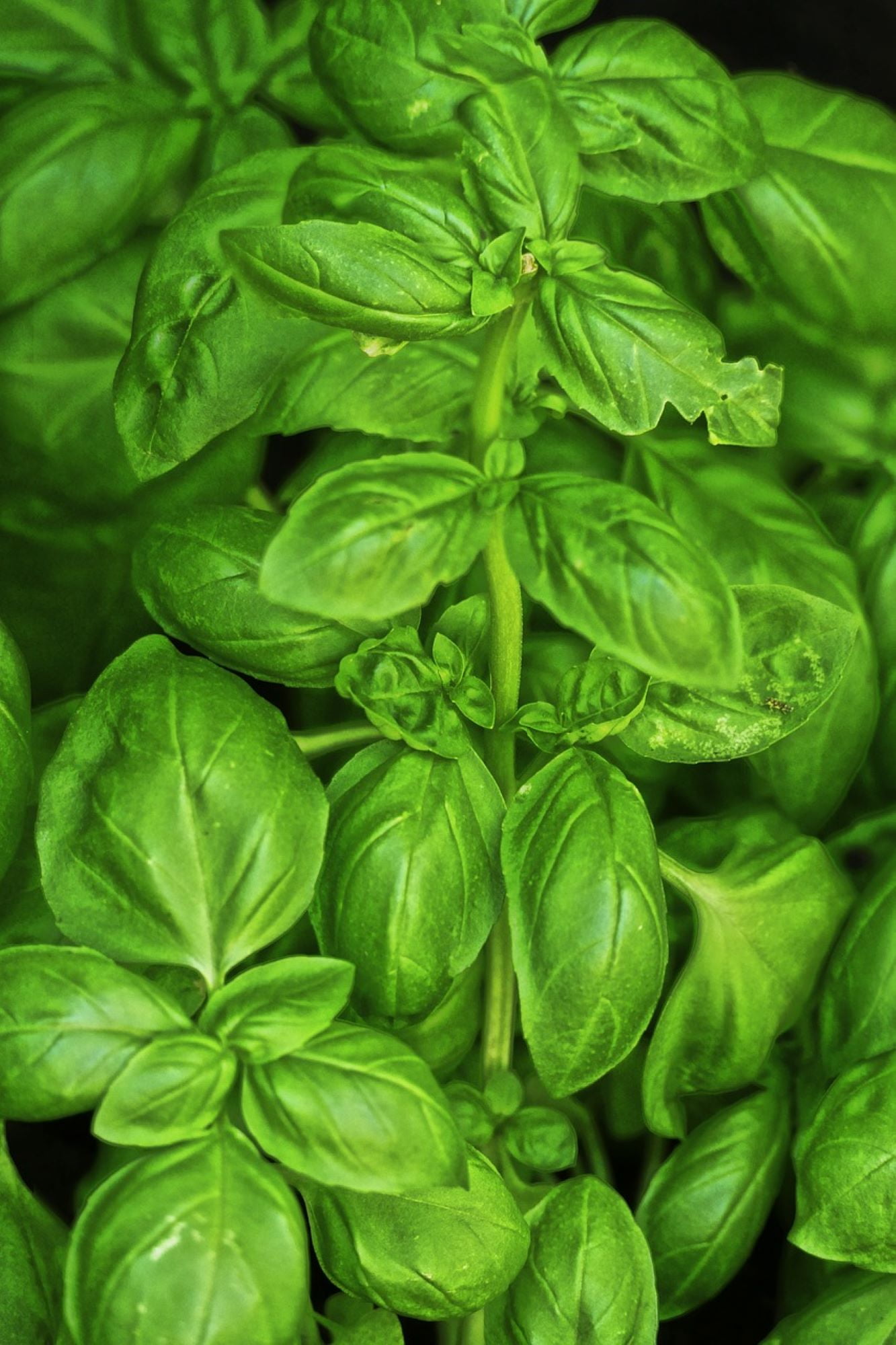 Zellajake Italian Large Leaf Sweet Basil Seeds, Perennial, 300 Seeds ...