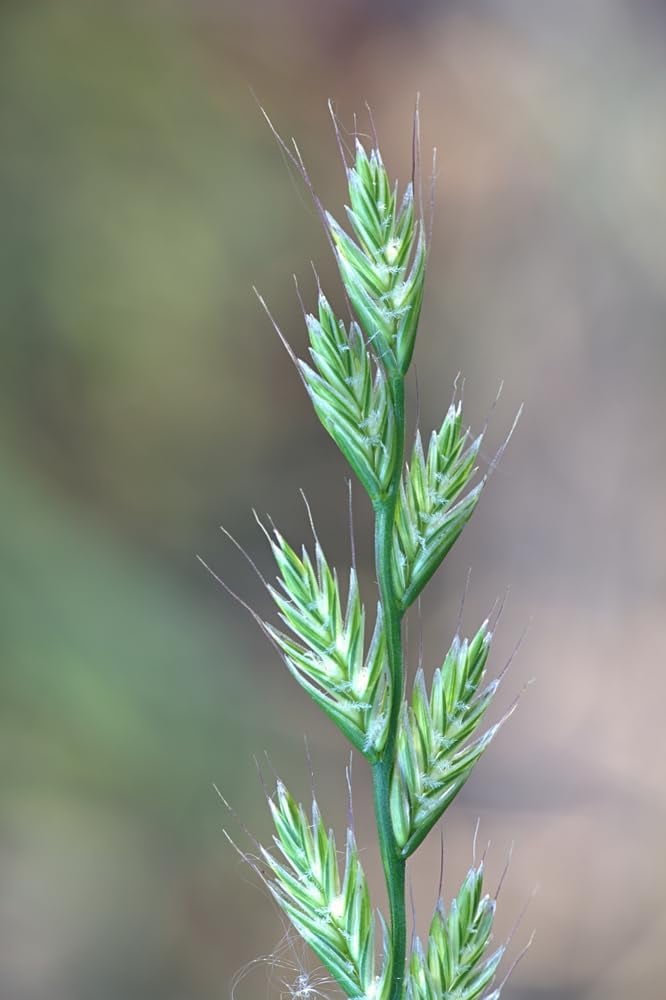 Italian Rye Grass Seeds for Planting - Lolium multiflorum (1,000 Seeds ...