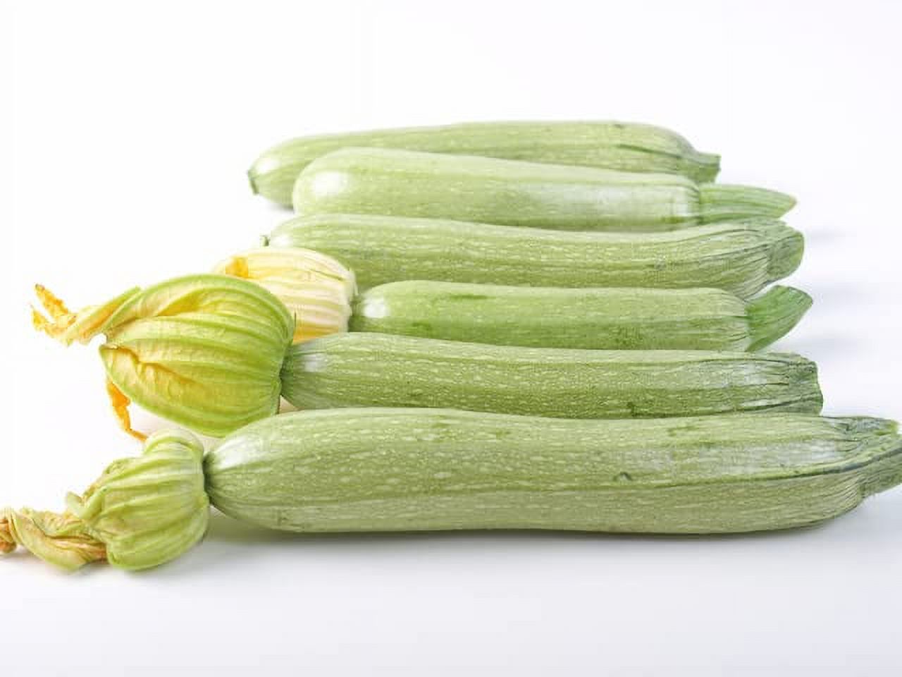 Italian Summer Squash - “Summer Grey MVR1 Squash” Zucchini with Light ...