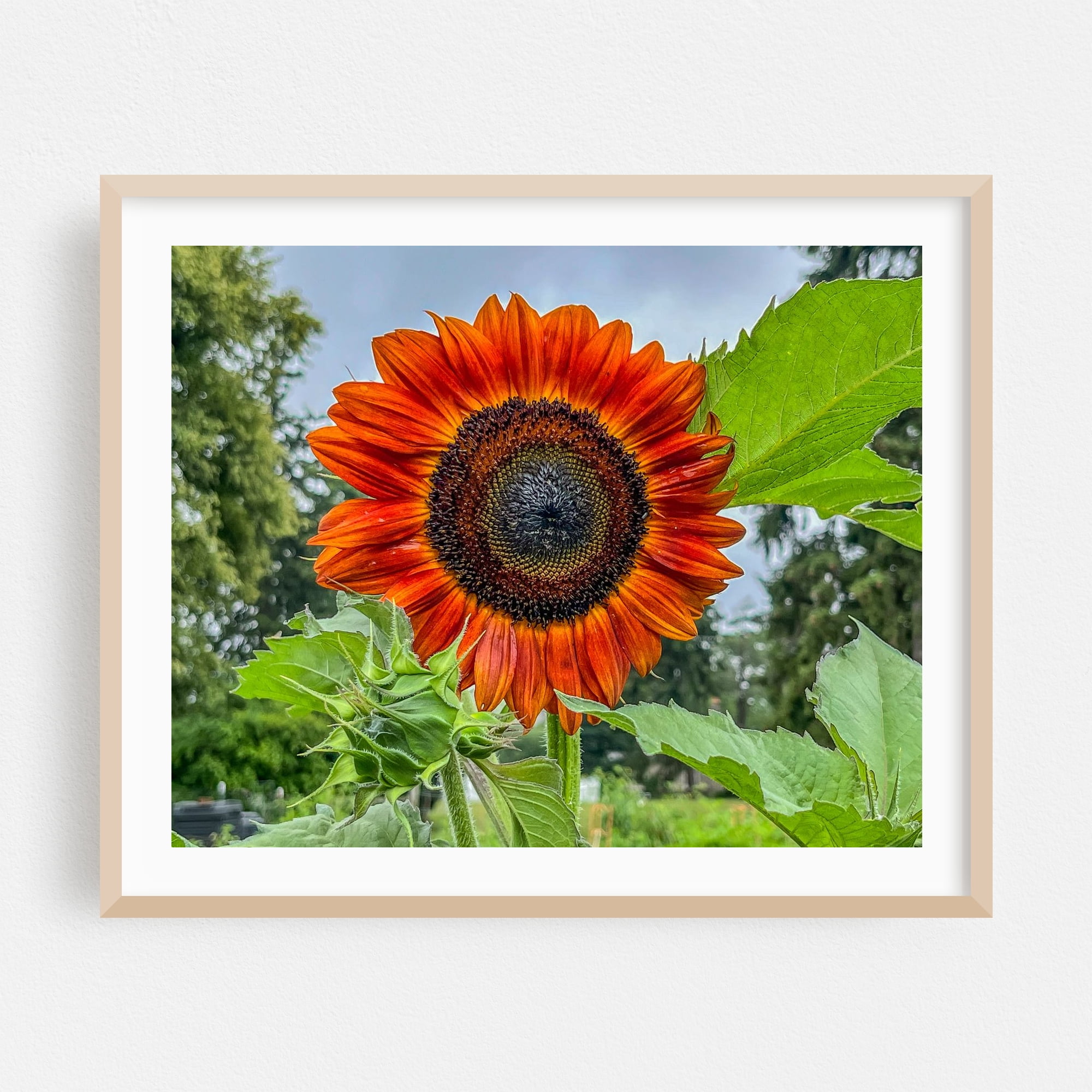Italian Sunflower in Bloom on a Summer Morning - Pennsylvania Photography Flowers Floral Nature ...