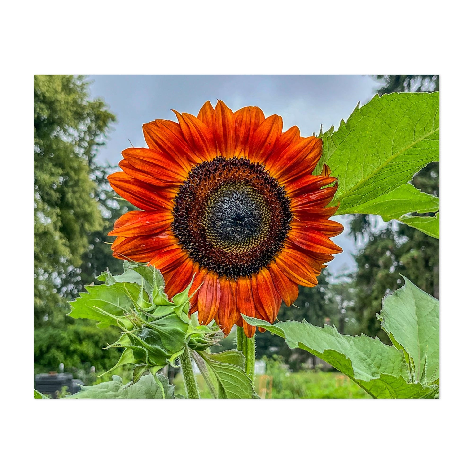 Italian Sunflower in Bloom on a Summer Morning - Pennsylvania ...