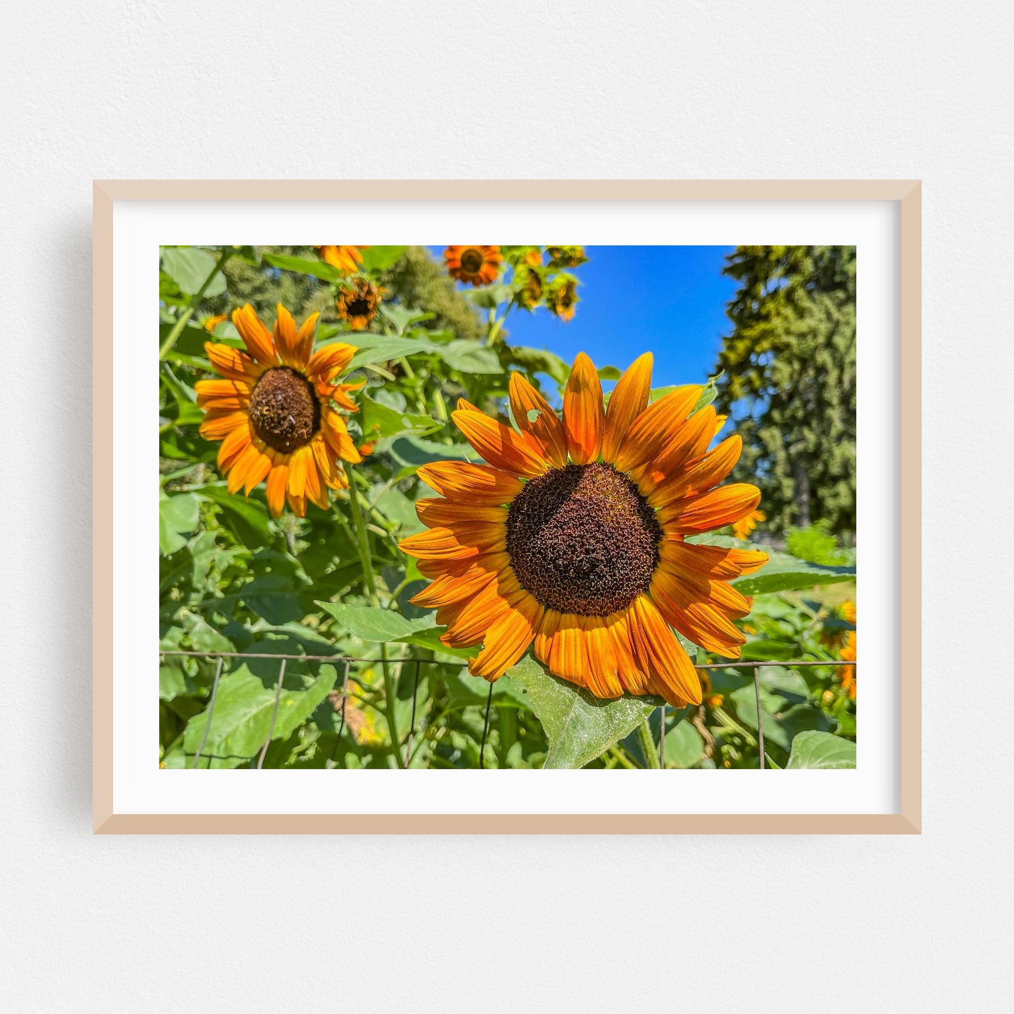 Italian Sunflowers on a July Day - York Pennsylvania Photography ...