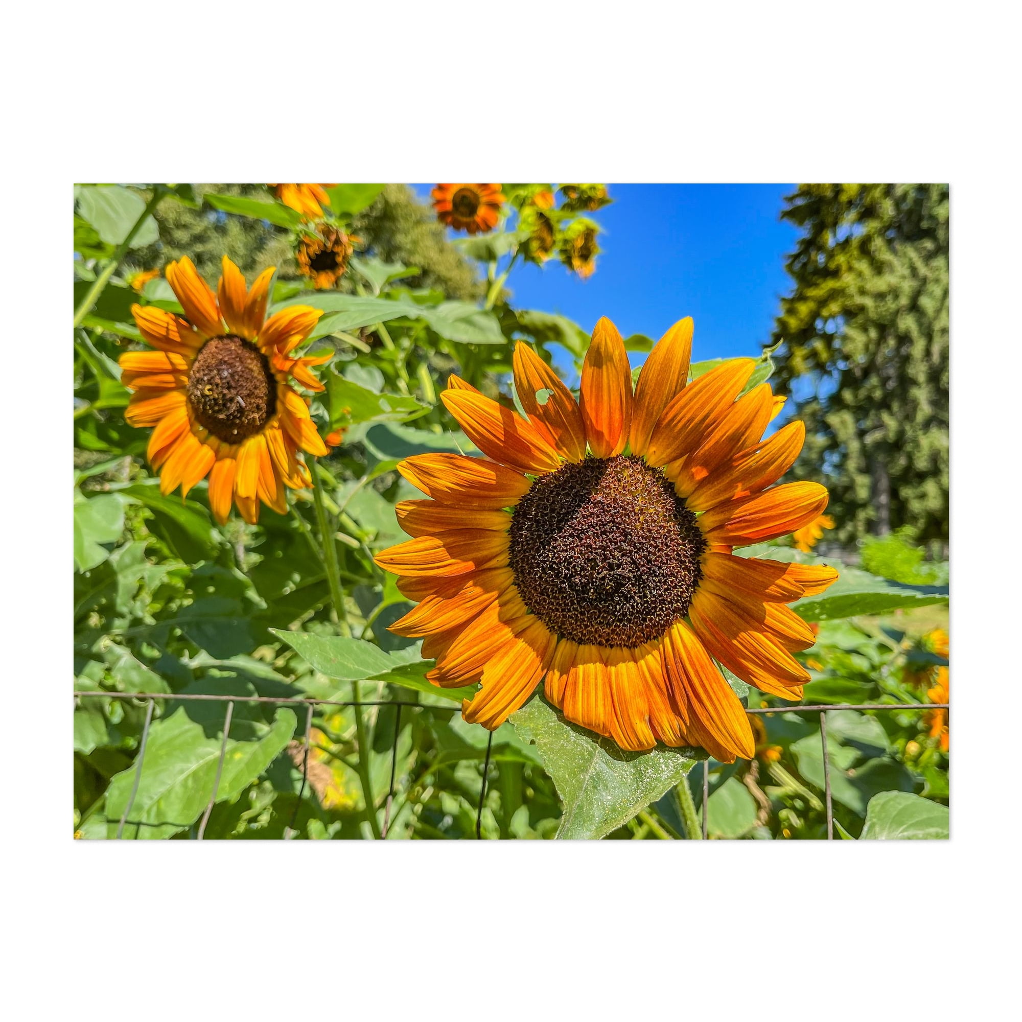 Italian Sunflowers on a July Day - York Pennsylvania Photography ...