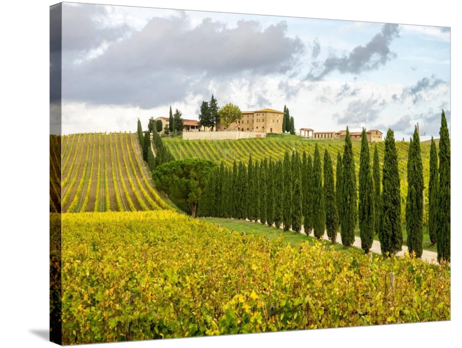 Art.com Italy, Tuscany. Road lined with Italian cypress trees leading ...