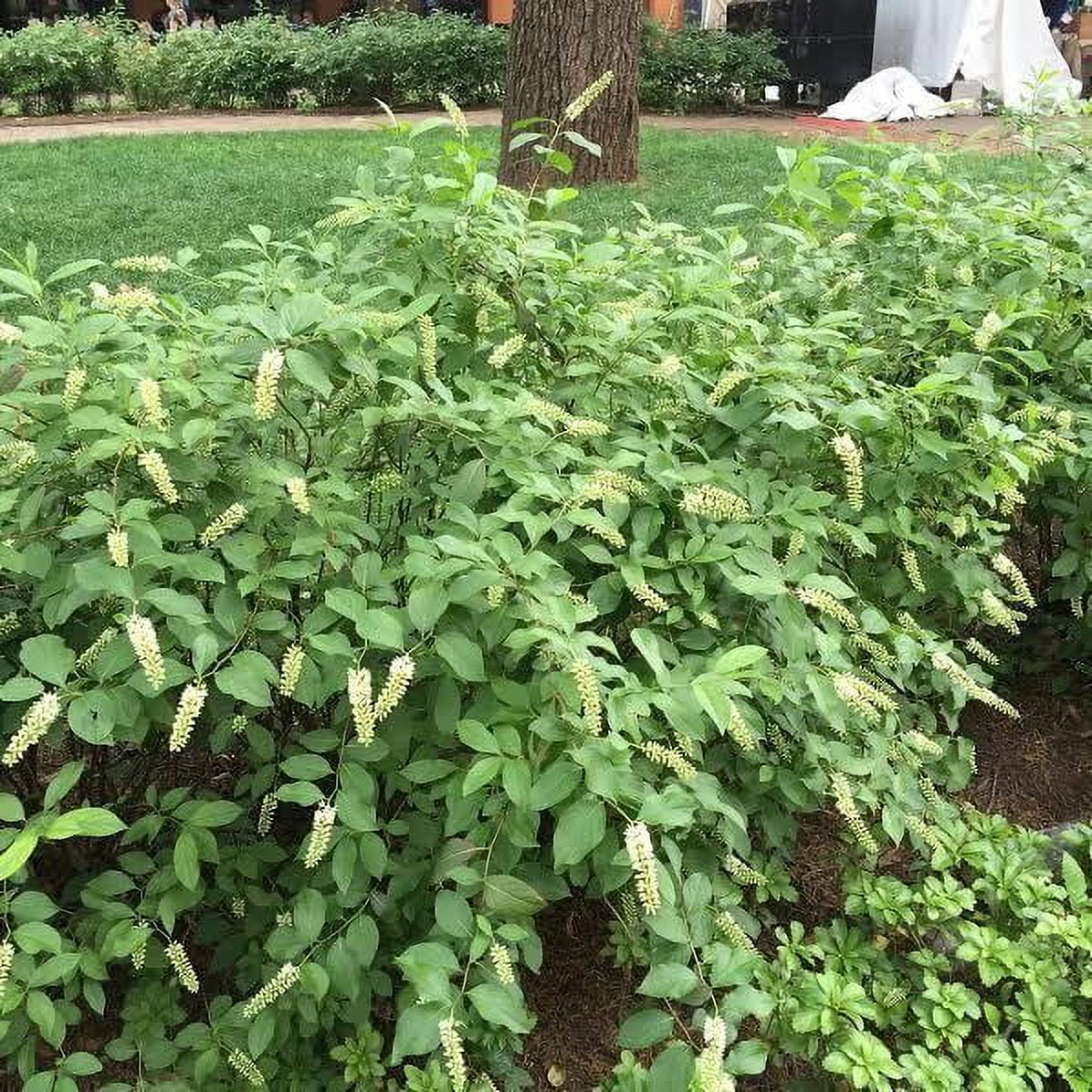 Itea Henry'a Garnet Live Plant 12-18" in Height in a #3 Container - Walmart.com