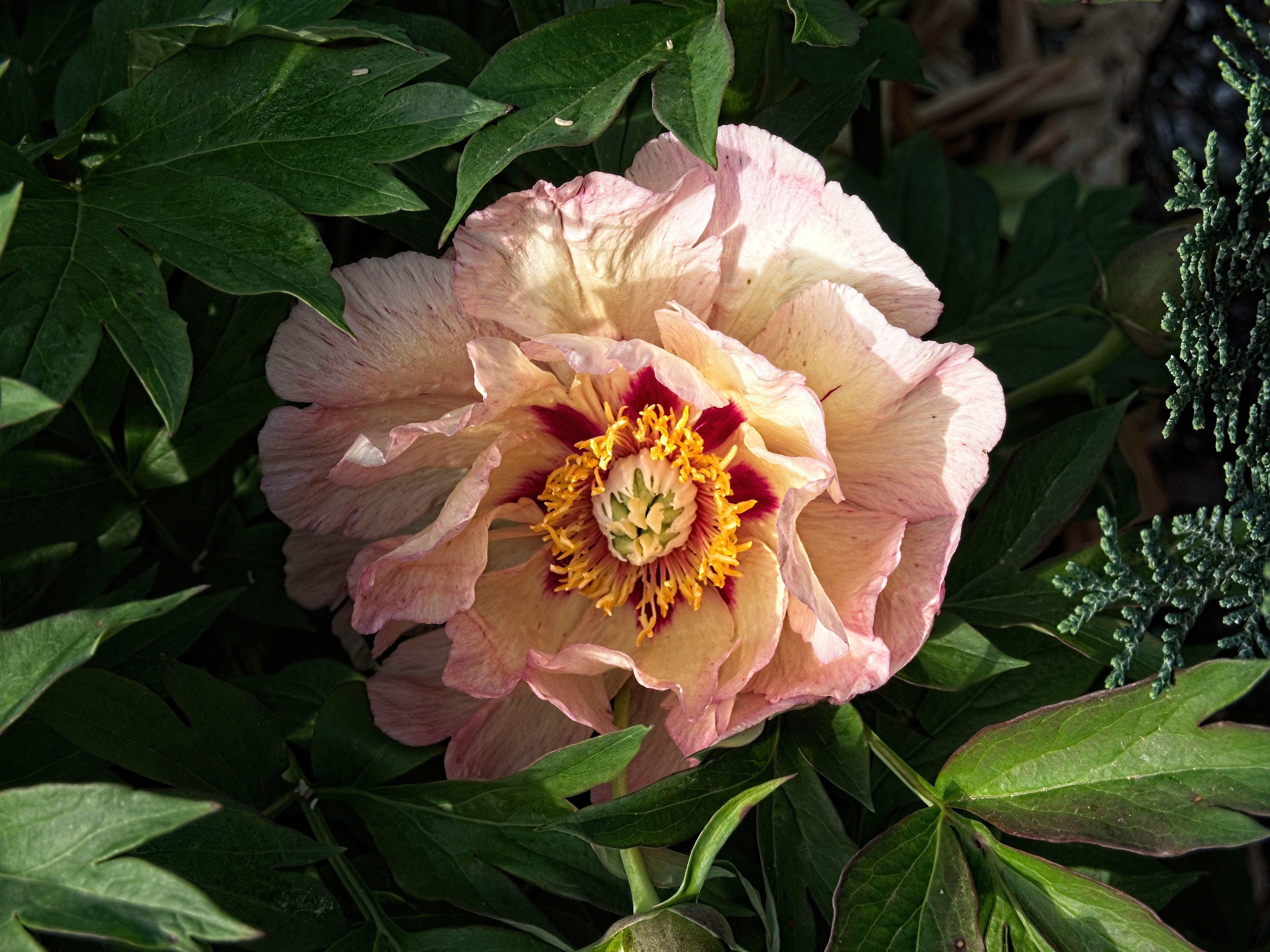 Itoh Peony 'Pastel Splendor' | Paeonia Itoh 'Pastel Splendor' - Walmart.com