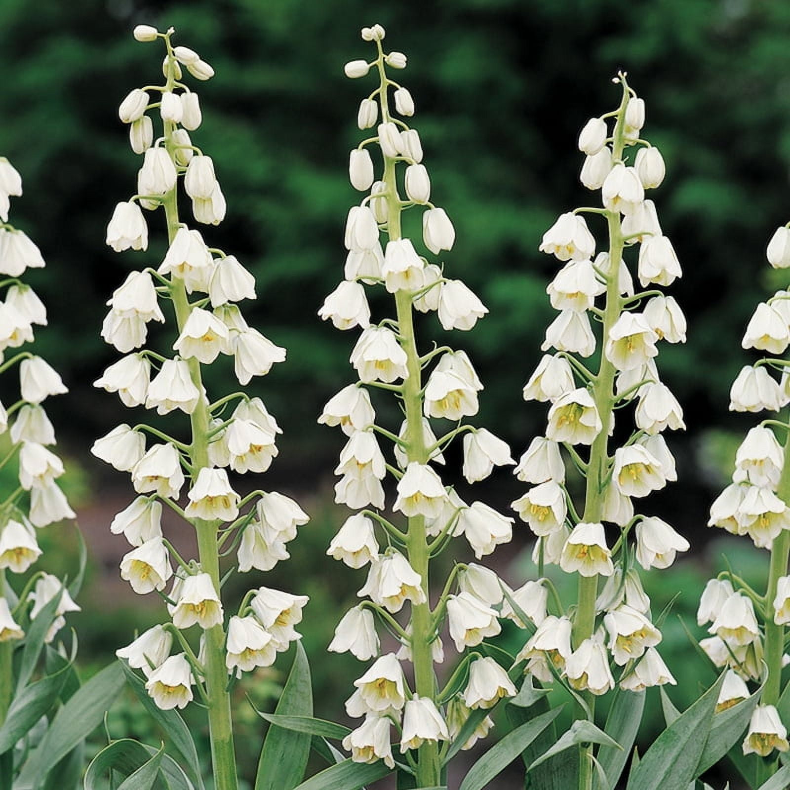 Ivory Bells Fritillaria Flower Bulb - Attracts Butterflies and ...
