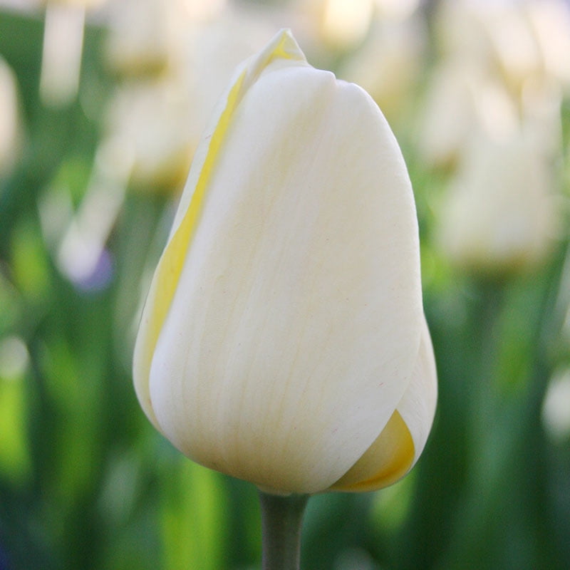 Ivory Floradale Darwin Hybrid Tulip Flower Bulbs - 10 Bulbs per Pack ...
