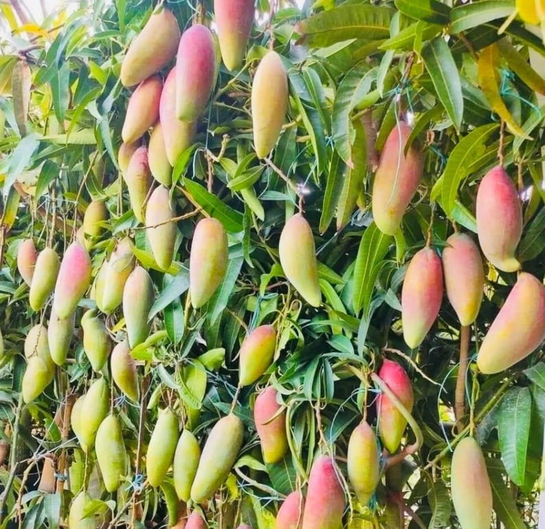 Ivory MANGO TREE GRAFTED (2-4 Feet Tall). Ship to all states - Walmart.com