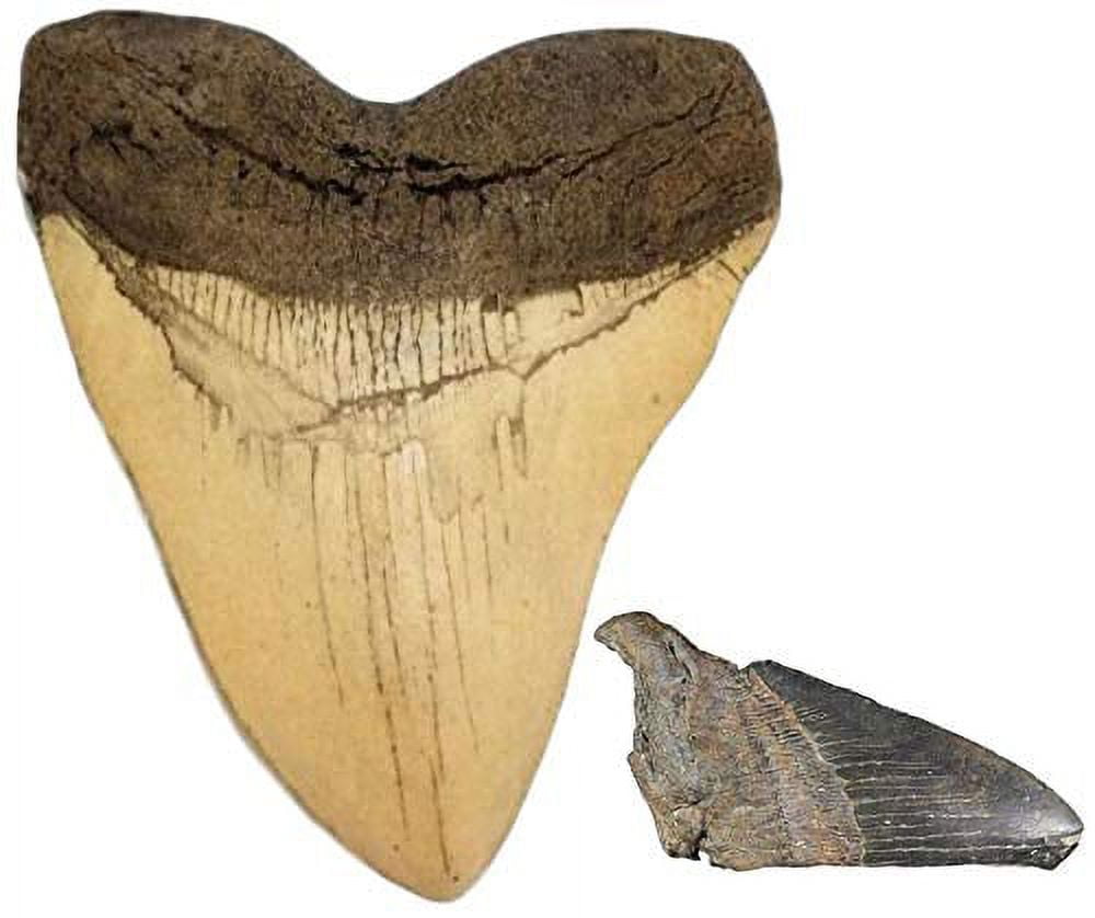 Ivory Megalodon Shark Tooth Replica and Genuine Fossil Megalodon Tooth ...