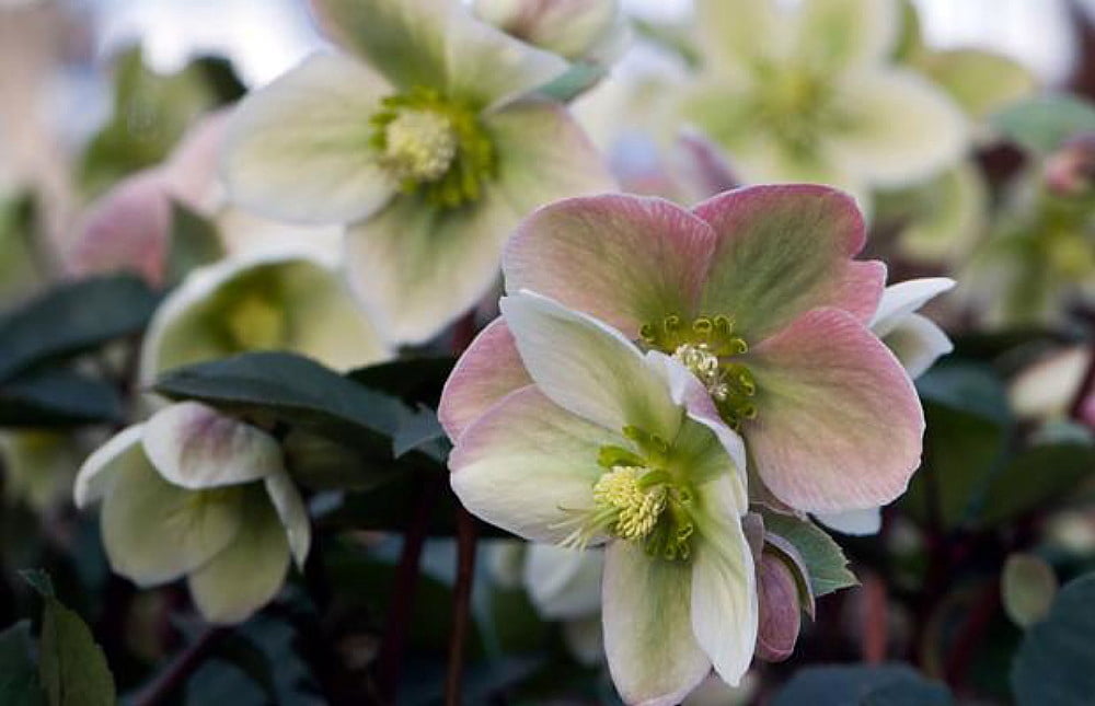 Ivory Prince Lenten/Christmas Rose - Helleborus - Shade Lover - Gallon ...