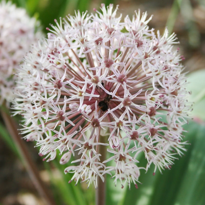 Ivory Queen Allium Flower Bulbs - 5 Bulbs per Pack - Attracts ...