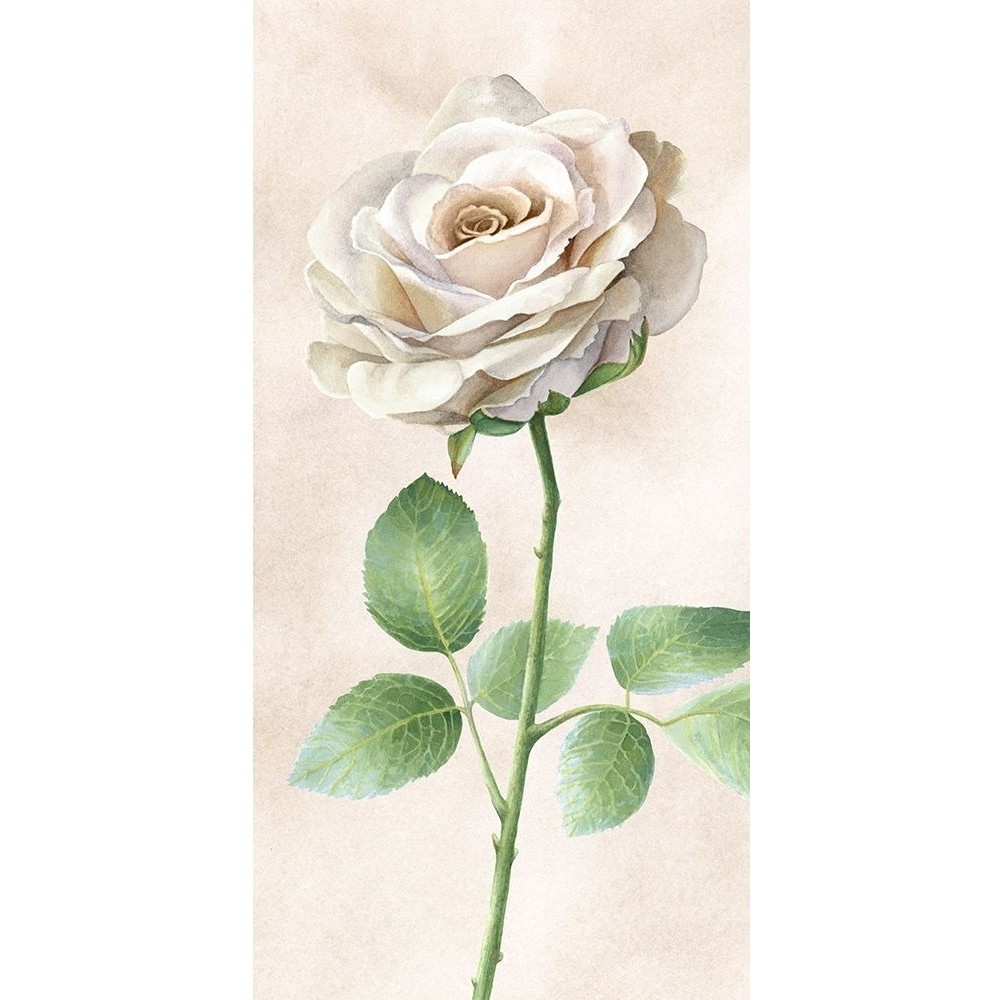 Ivory Roses panel I by Kelsey Wilson Poster Print - Walmart.com